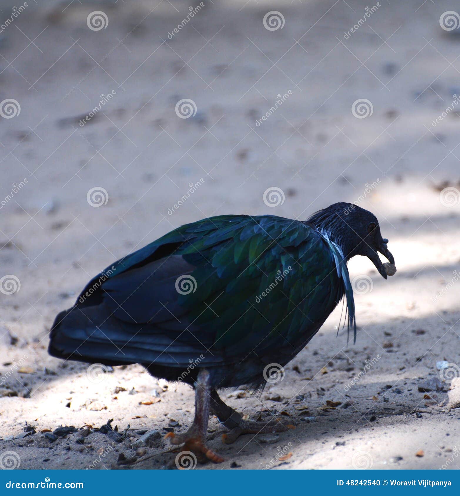 Bird chicken Blue stock photo. Image of colourful, farm - 48242540