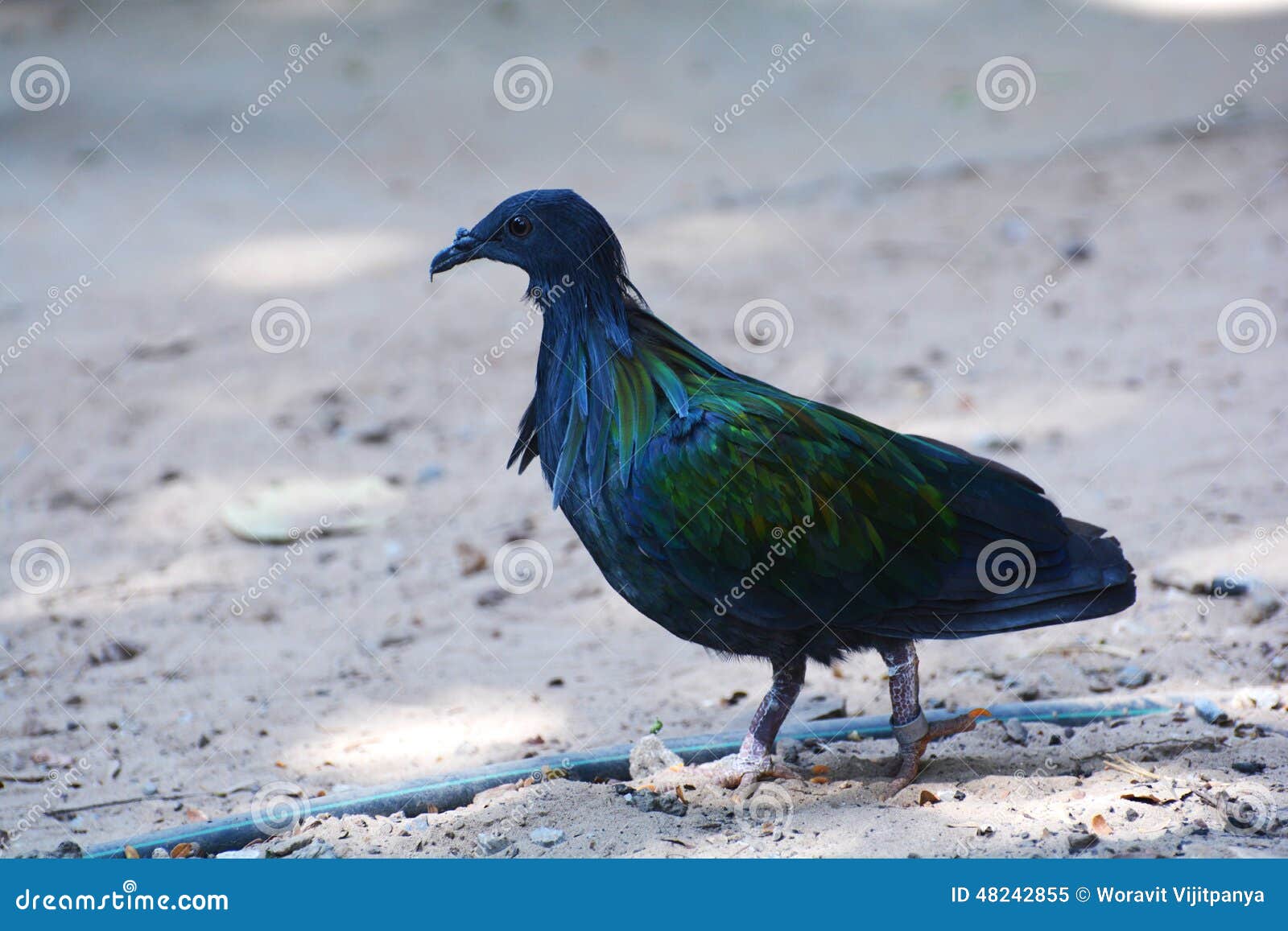 Bird chicken Blue stock image. Image of blue, farms, colours - 48242855