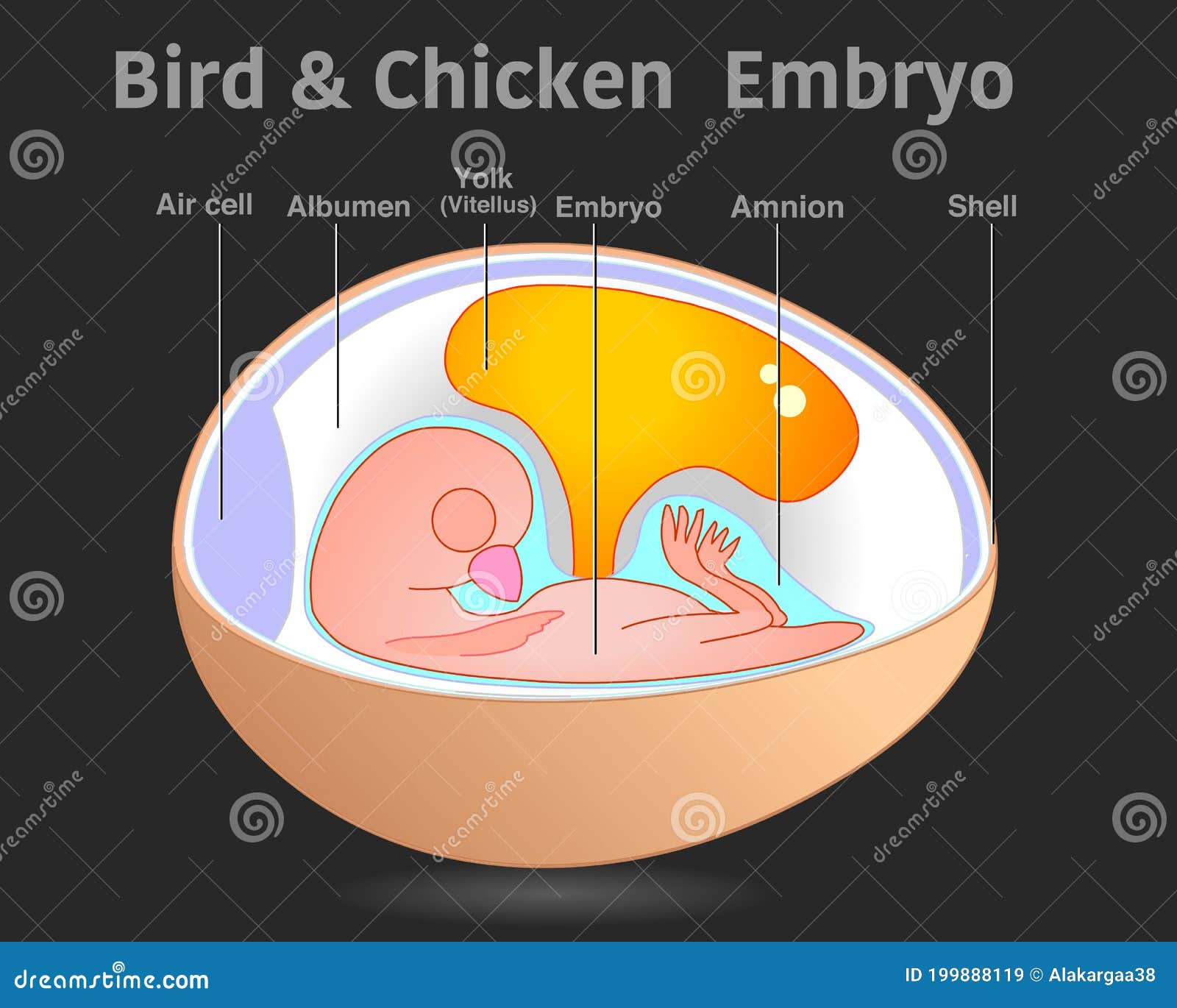 Bird Chicken Embryo Anatomy Organ Parts Egg Embryo Diagram Cross ... Bird Chicken Embryo Anatomy Organ Parts Egg Embryo Diagram Cross ...