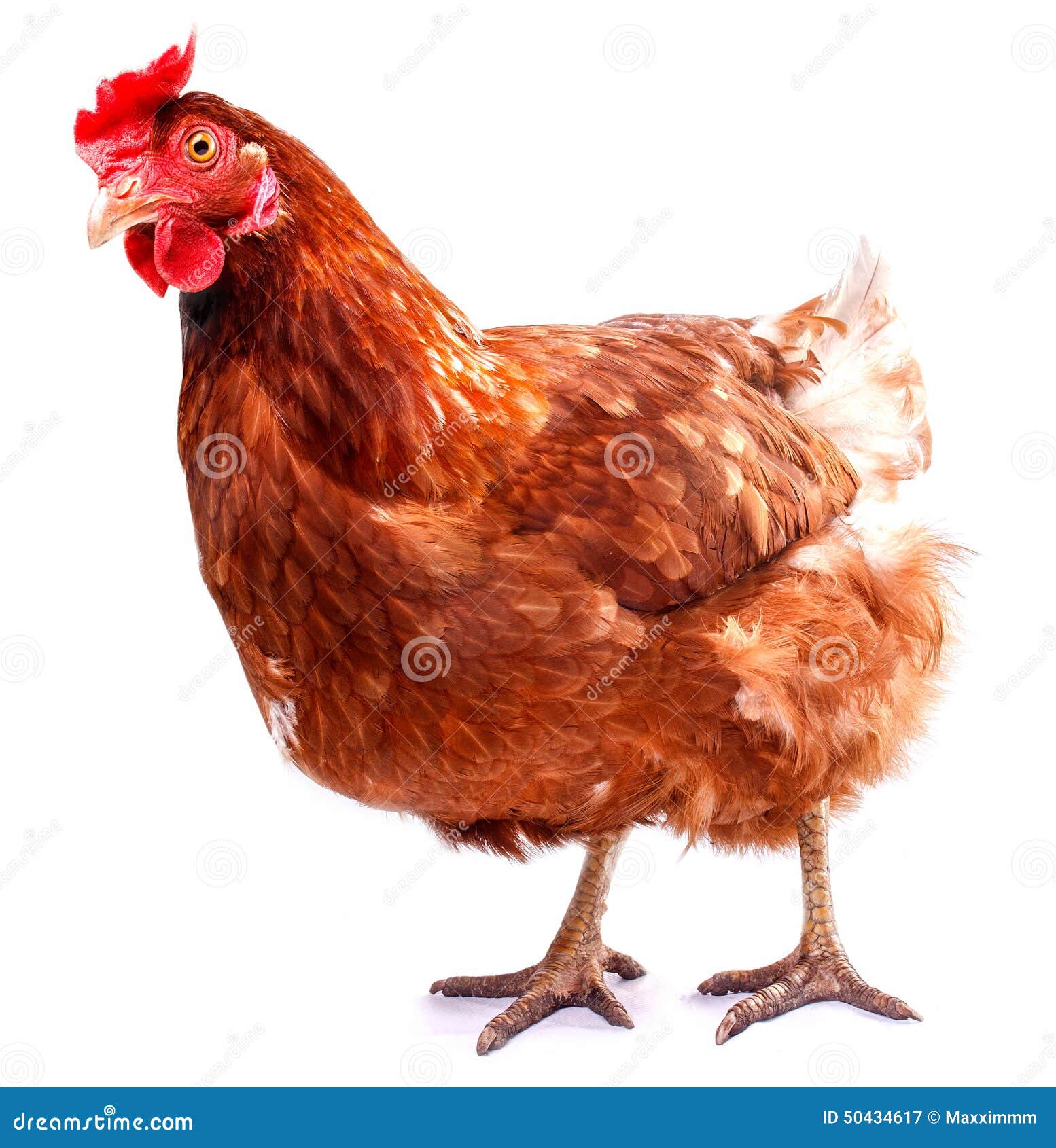 Bird Chicken Farm Home for Meat Isolated on White Stock Image - Image ...