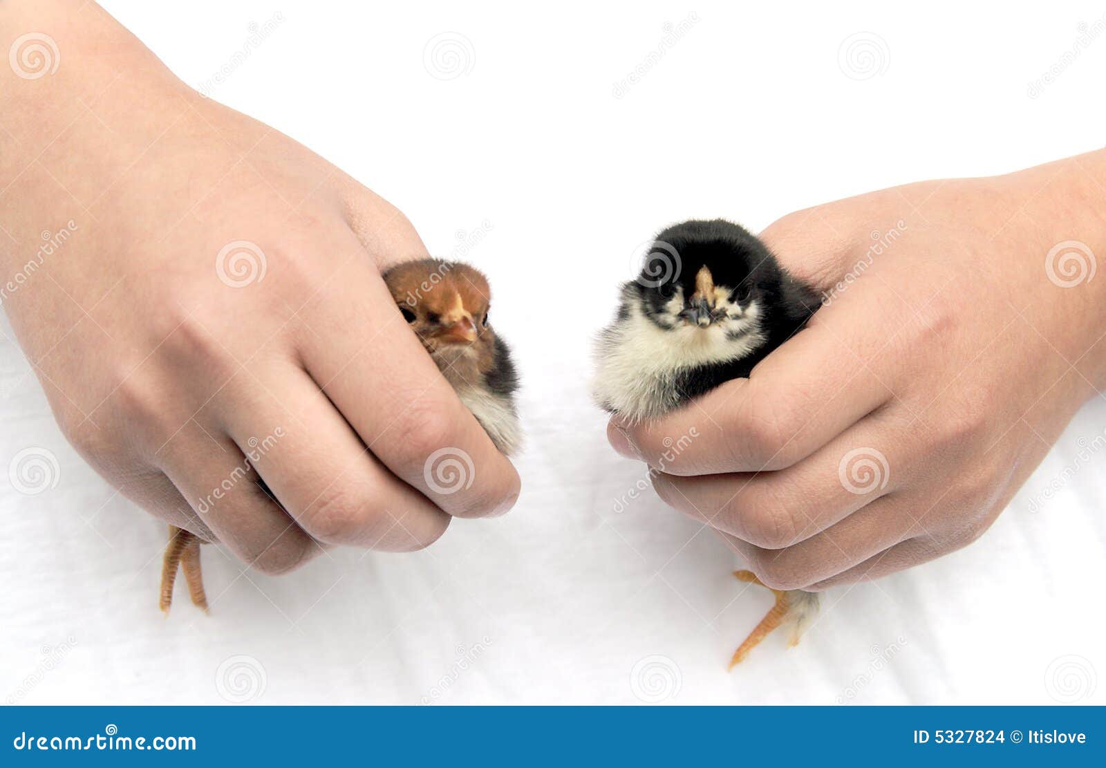 Bird chicks stock photo. Image of hatched, chicks, fledgling - 5327824