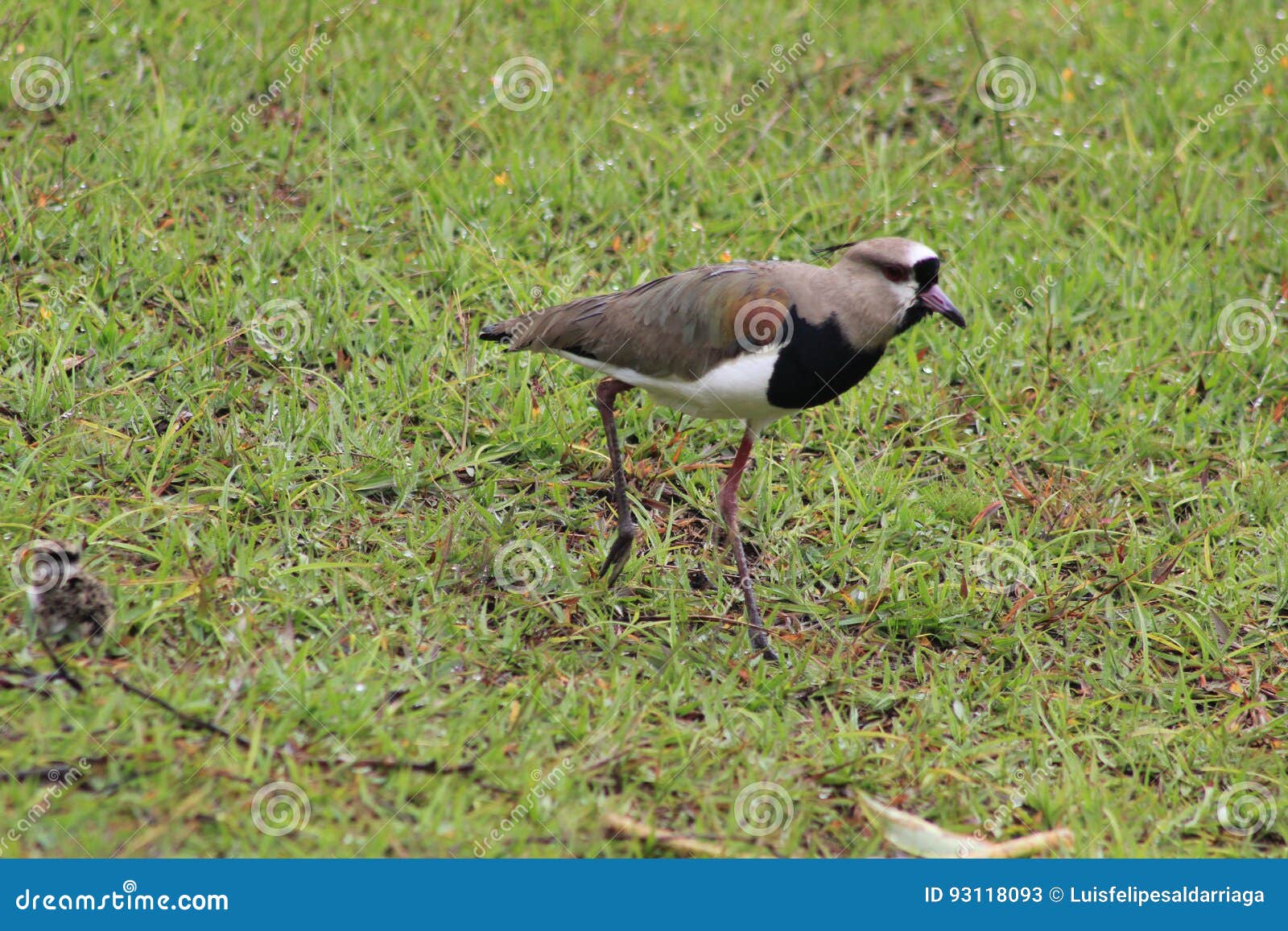 Bird with chicks stock image. Image of buildings, artistic - 93118093