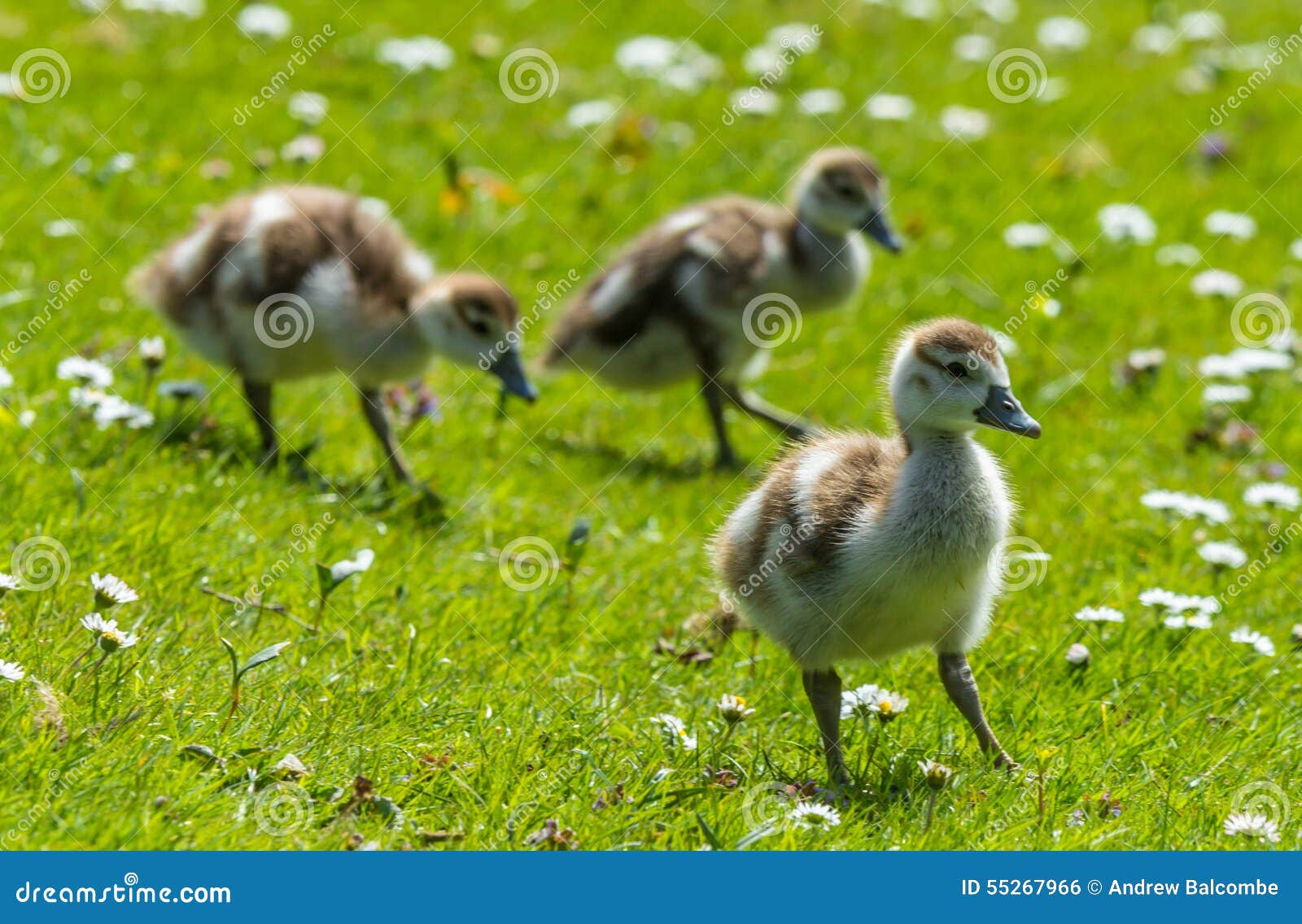 Bird Chicks Walking in the Sun Stock Photo - Image of daisies, flowers ...
