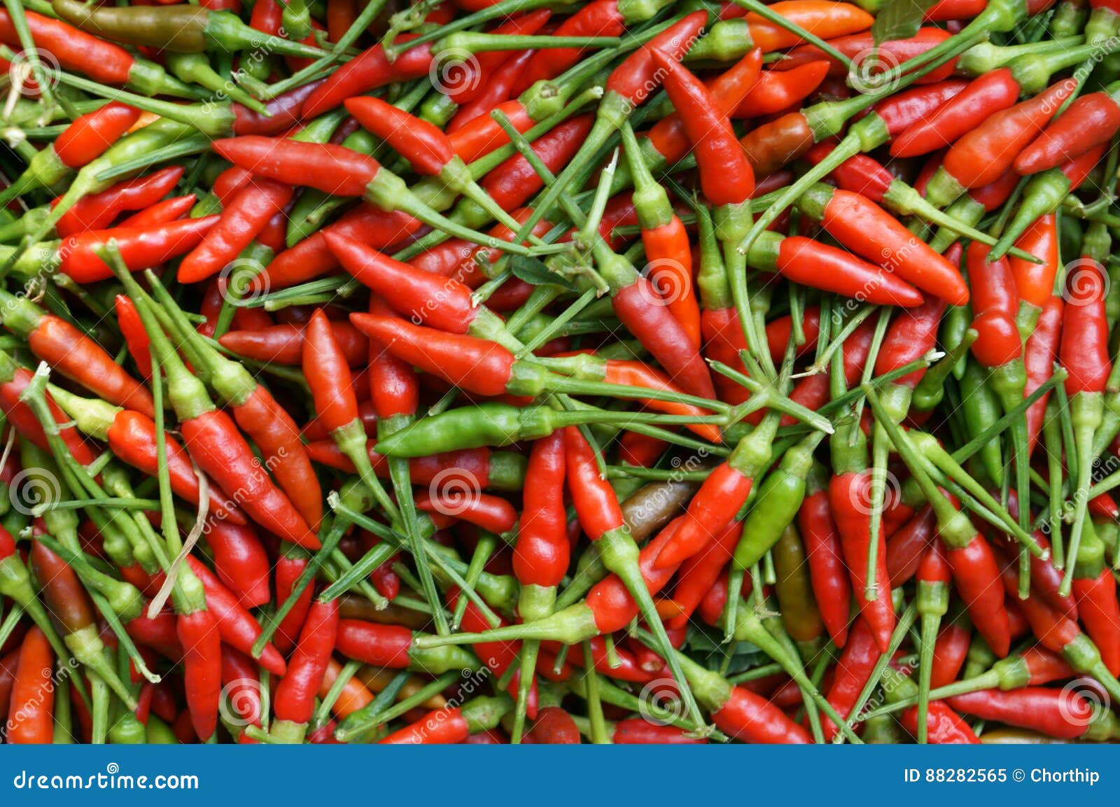 Bird`s Eye Chili, Bird`s Chili Or Thai Chili Royalty-Free Stock Photo ...