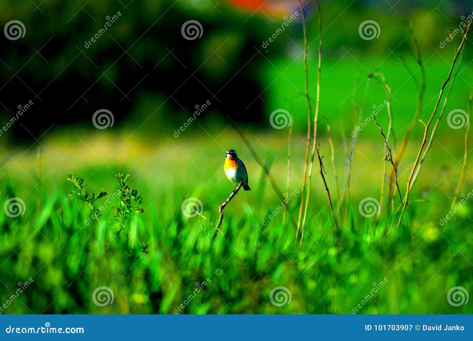 Bird stock image. Image of bird, small, green, chill - 101703907