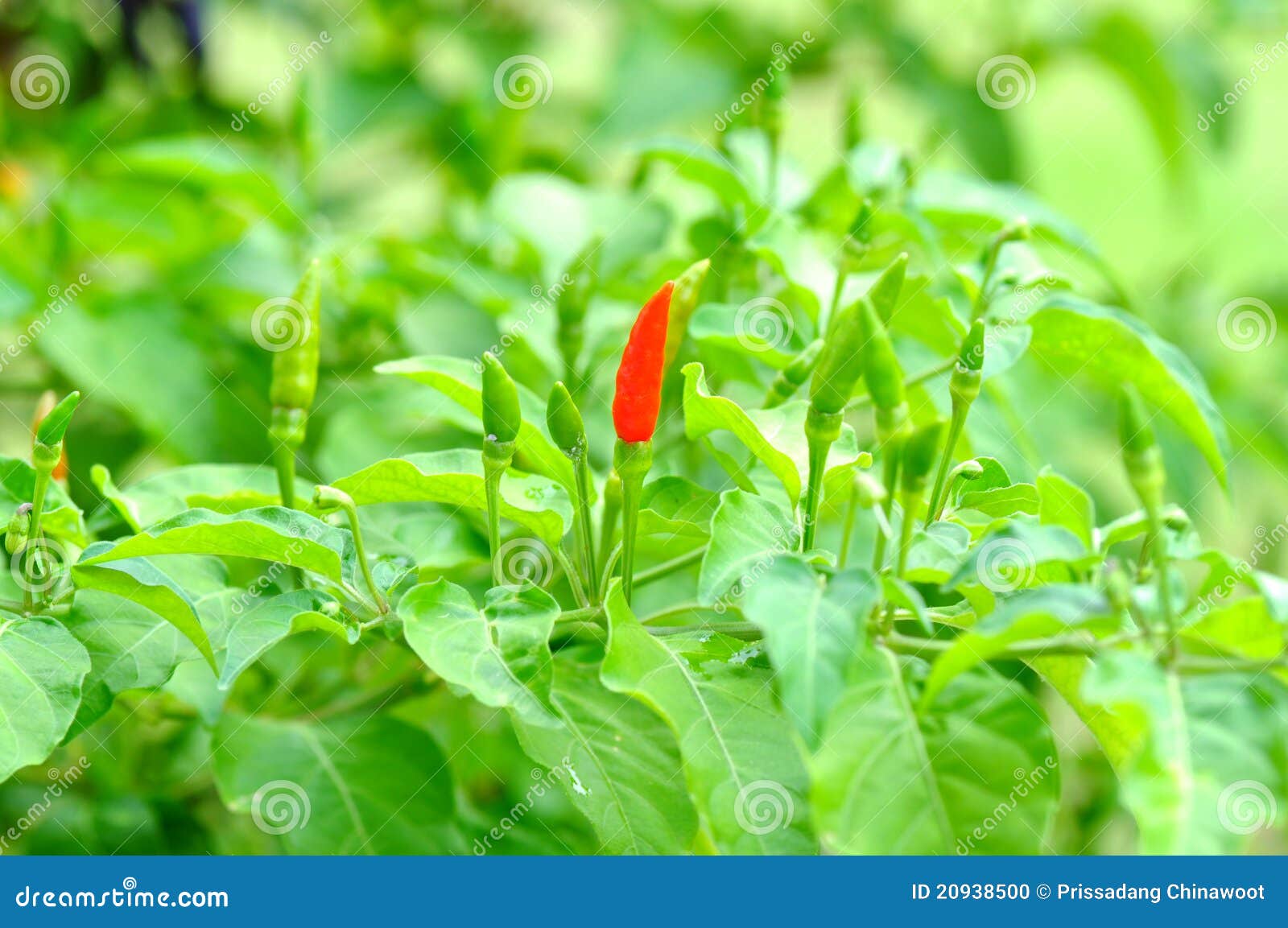 Bird chilli stock photo. Image of pepper, crop, guinea - 20938500