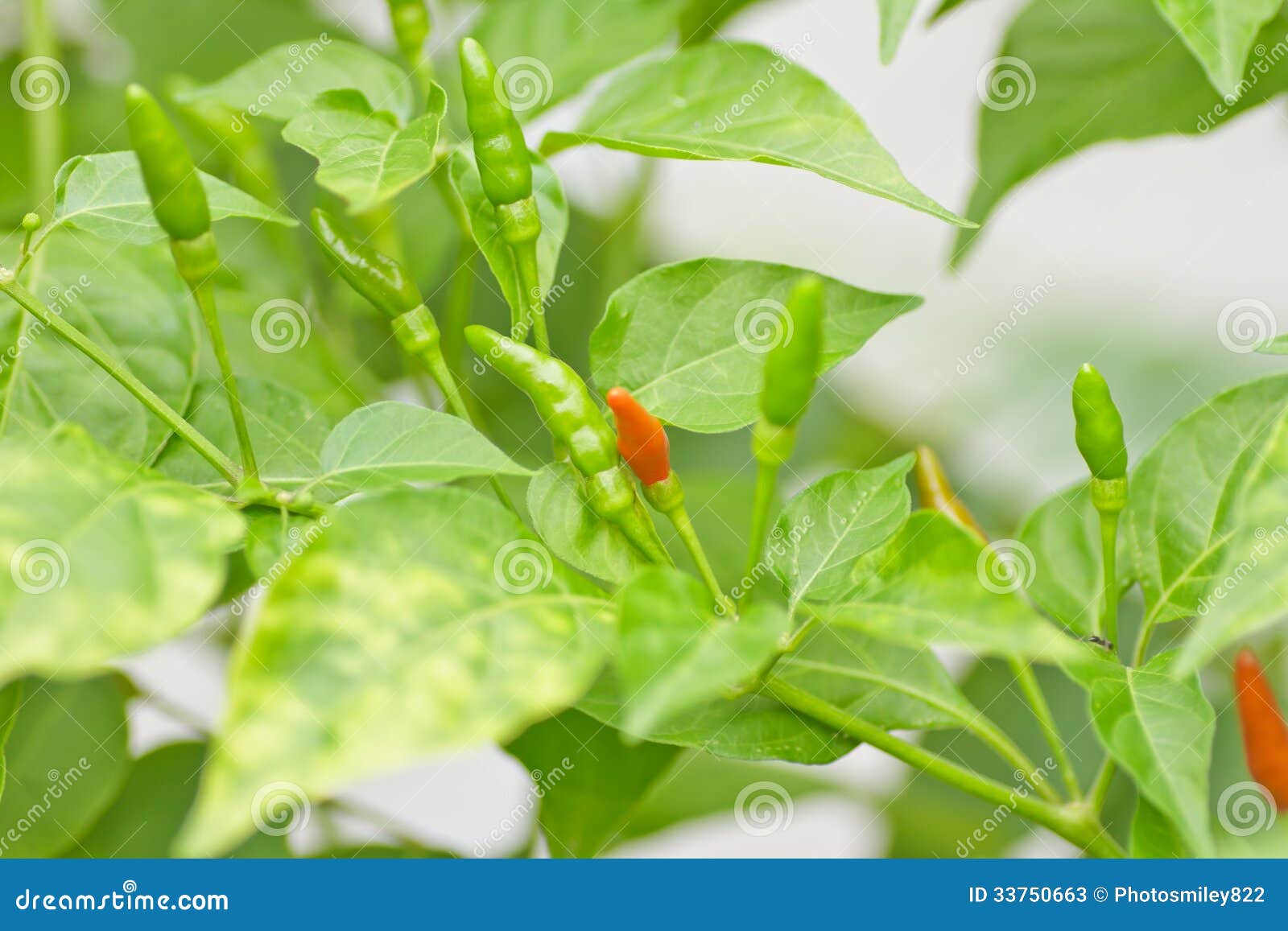 Bird Chilli green stock image. Image of spicy, tree, plants - 33750663