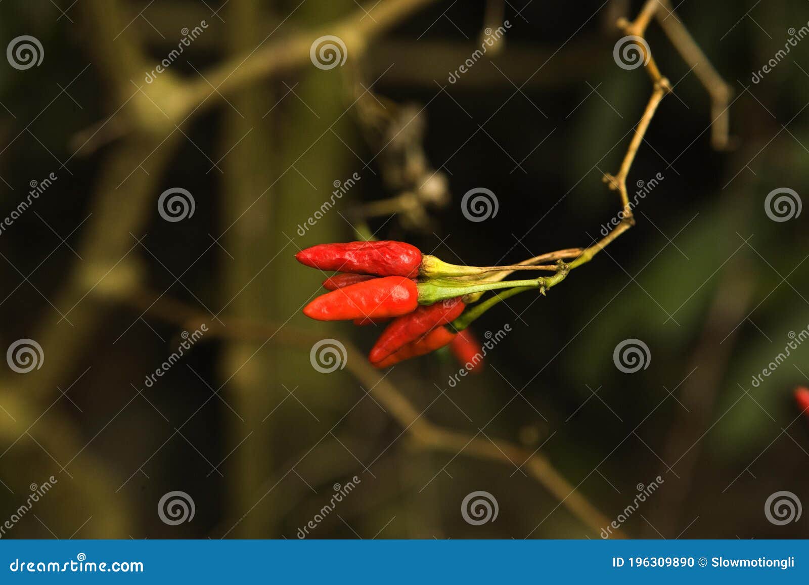 Bird Chilli Pepper, Capsicum Frutescens, Peru Stock Photo - Image of ...