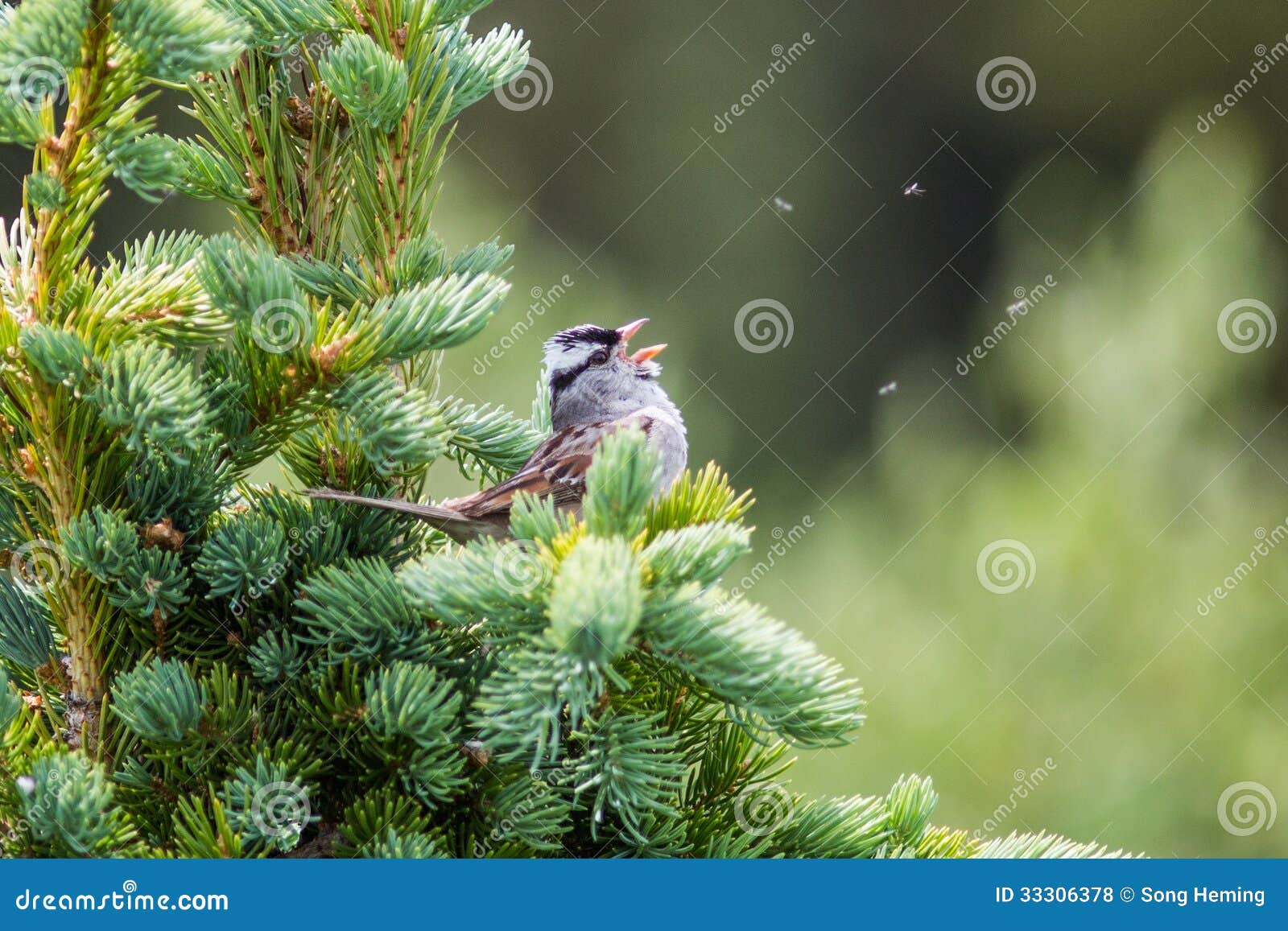 Bird stock photo. Image of park, tree, national, wyoming - 33306378