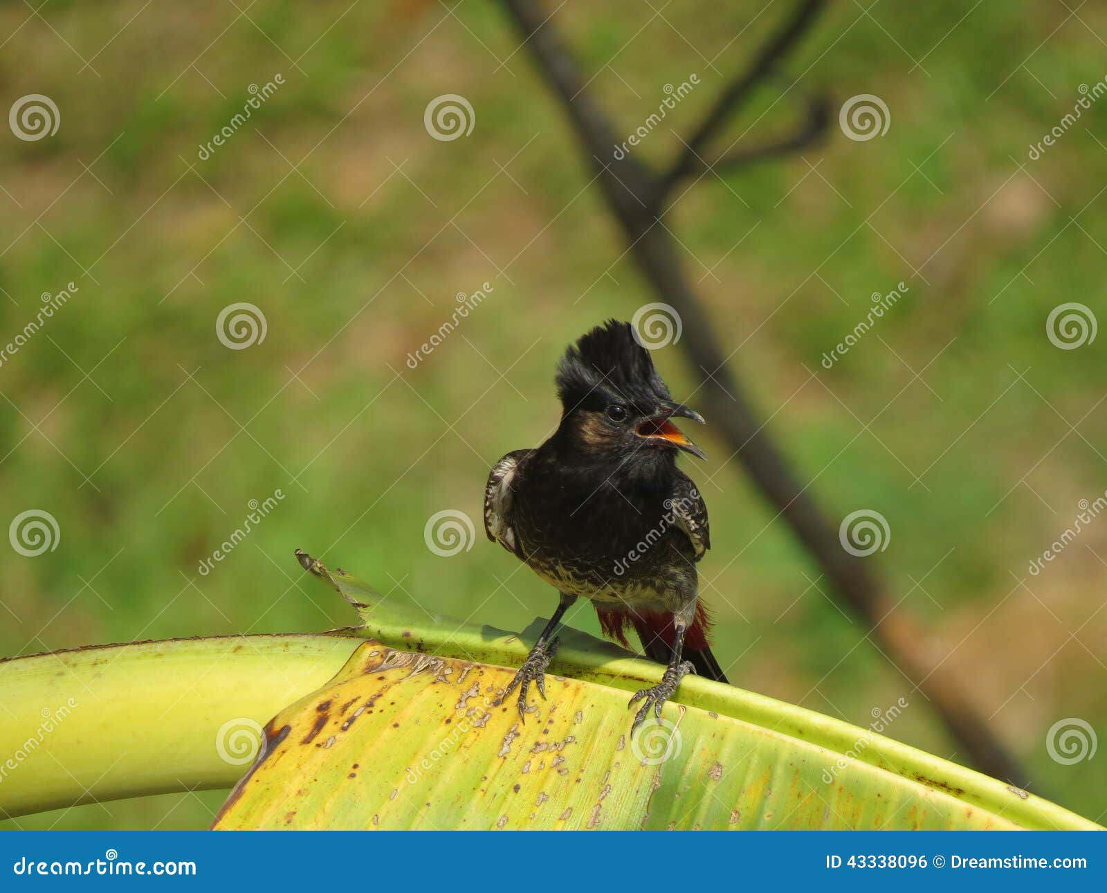 Bird stock photo. Image of chirr, bird, chitter, wings - 43338096