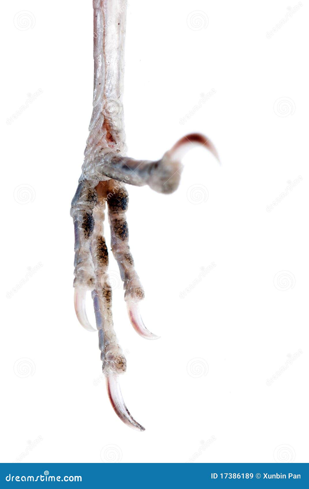 Bird claw isolated stock image. Image of beak, feet, isolated - 17386189