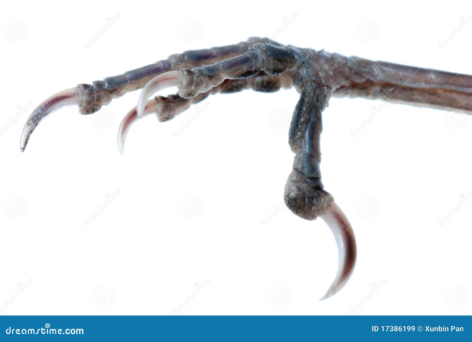 Bird Claw Isolated Royalty Free Stock Images - Image: 17386199