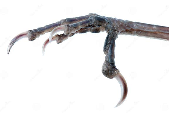 Bird claw isolated stock image. Image of sparrow, nature - 17386199