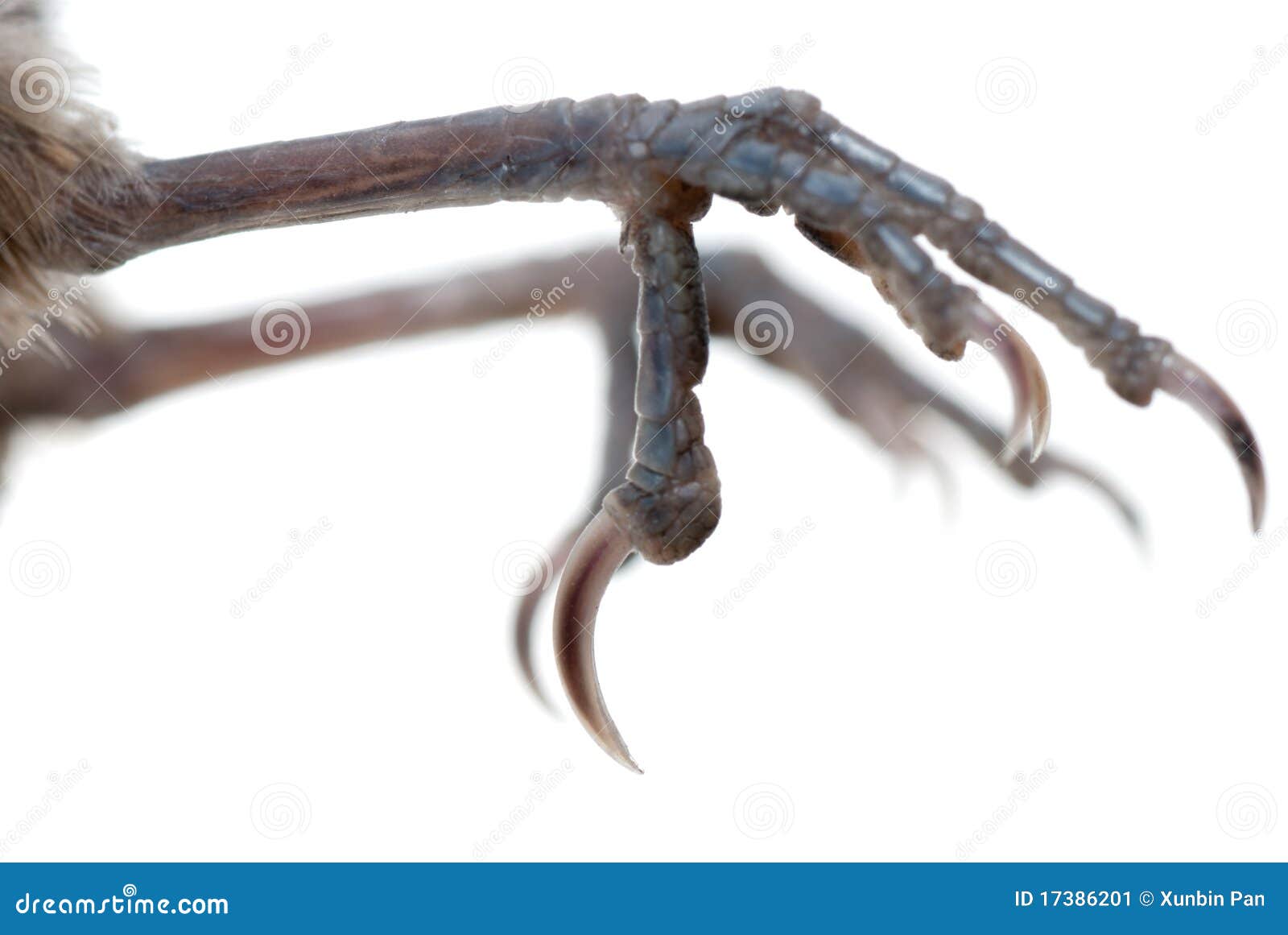 Bird claw isolated stock image. Image of feather, perching - 17386201
