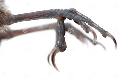 Bird claw isolated stock image. Image of feather, perching - 17386201