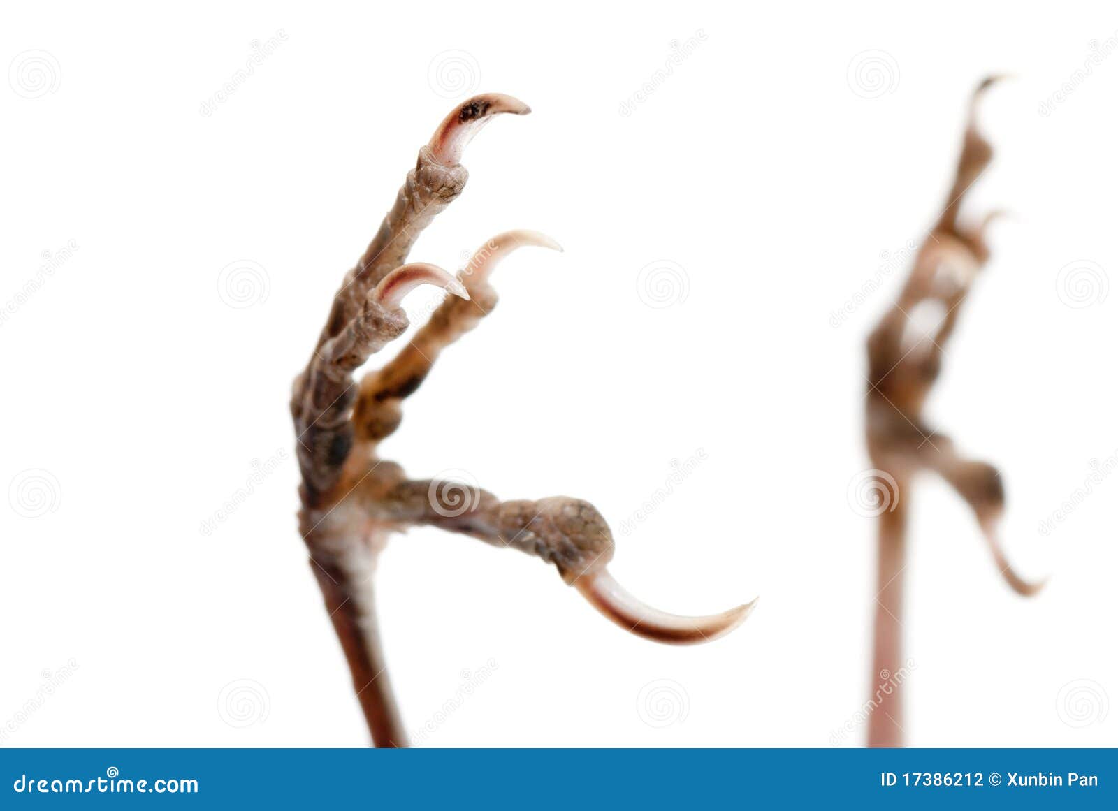 Bird claw isolated stock photo. Image of coal, gray, bird - 17386212