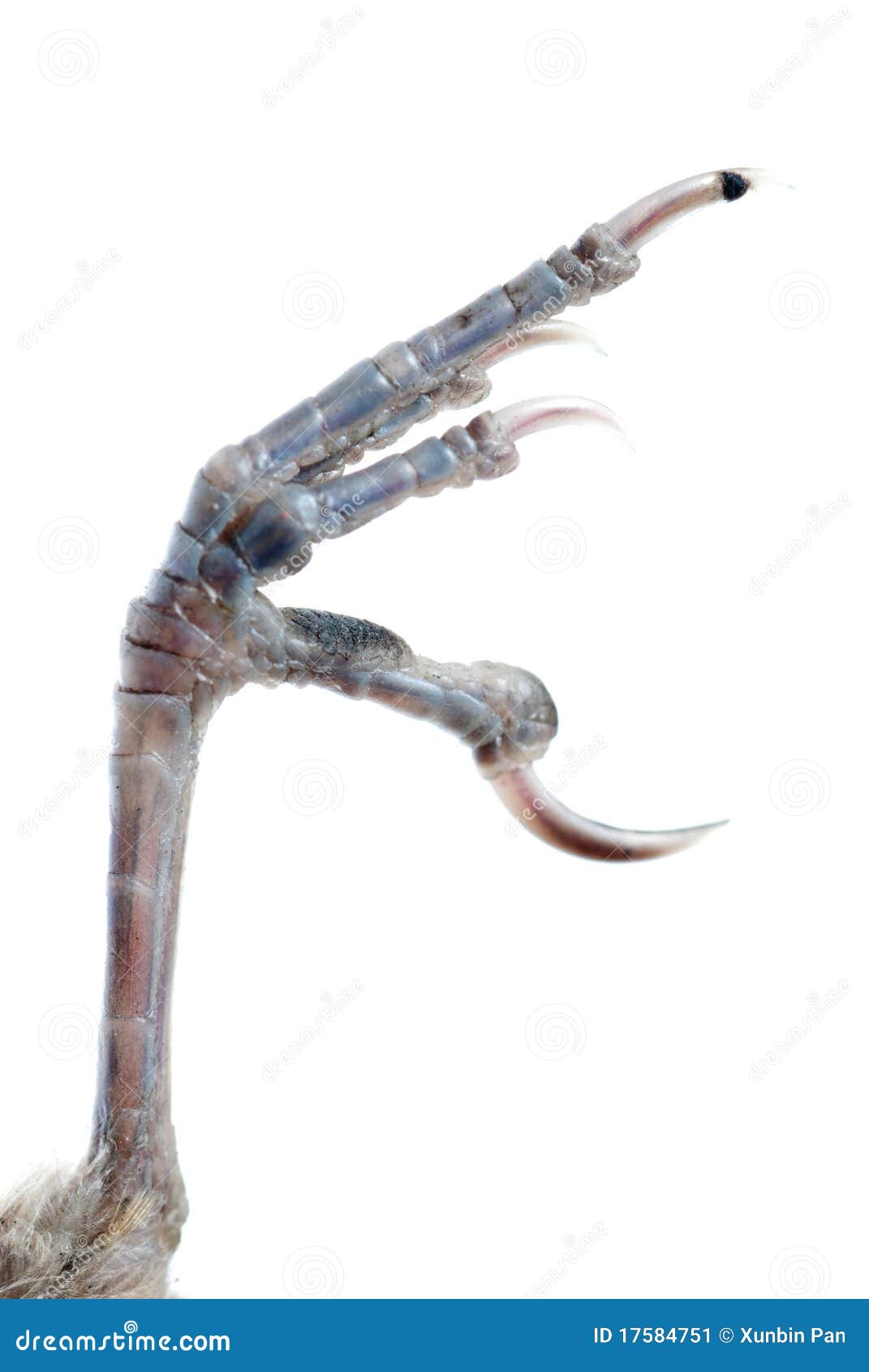 Bird claw isolated stock image. Image of beak, brown - 17584751