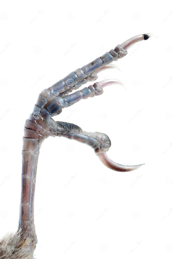 Bird claw isolated stock image. Image of beak, brown - 17584751