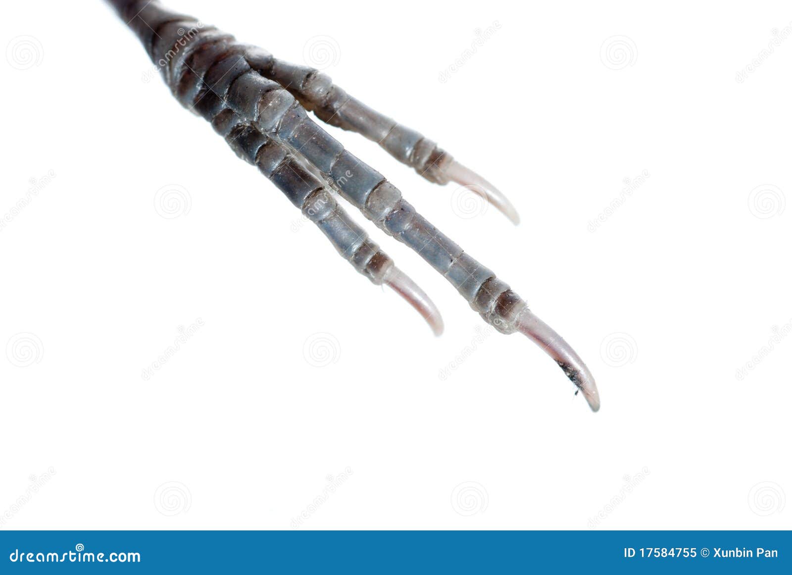 Bird claw isolated stock image. Image of perching, feathery - 17584755
