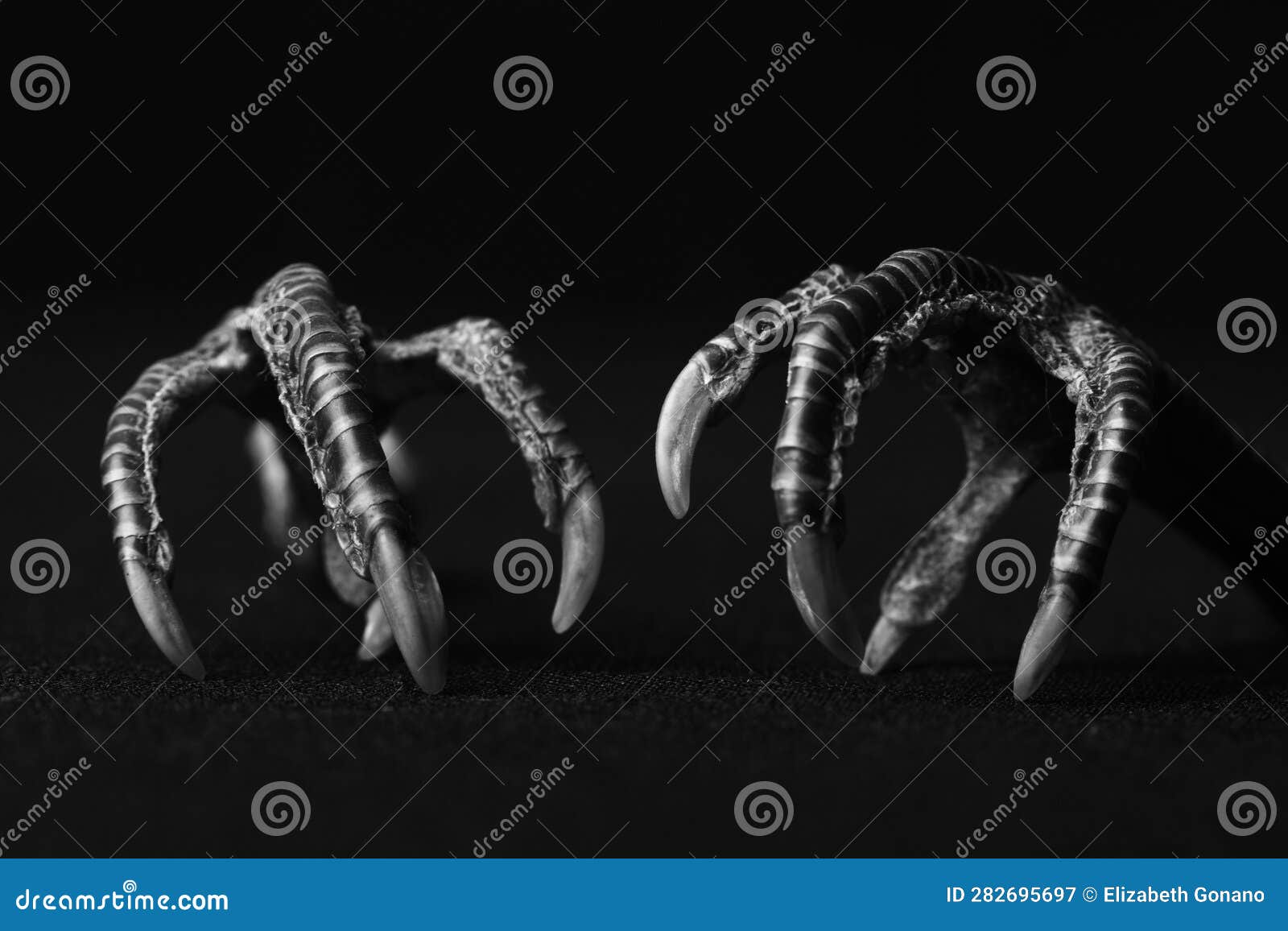 Bird Claws on Black Background Stock Image - Image of dark, fingernail ...