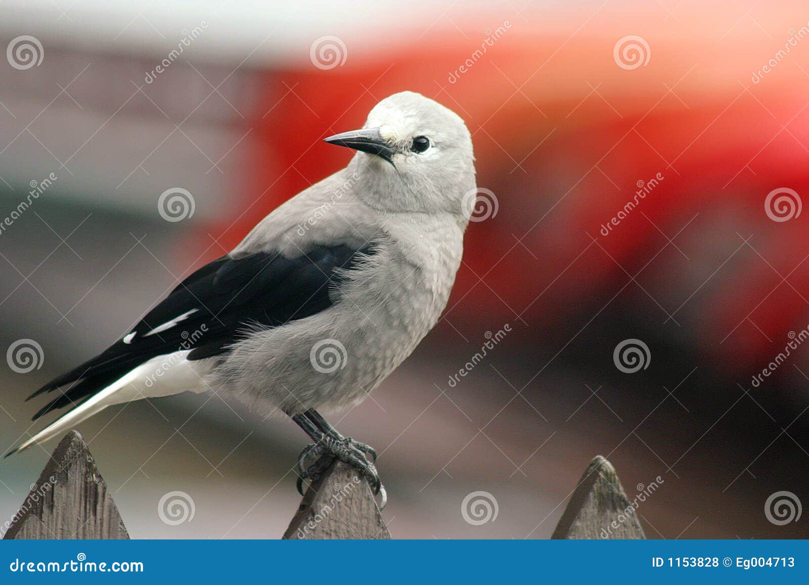 Bird Close-up stock photo. Image of great, garden, beautiful - 1153828