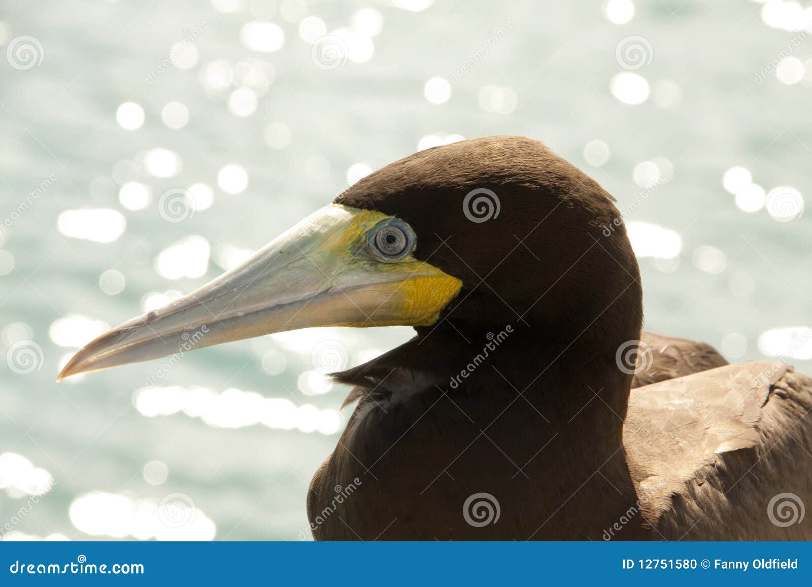 Bird close up stock photo. Image of marine, ocean, nature - 12751580