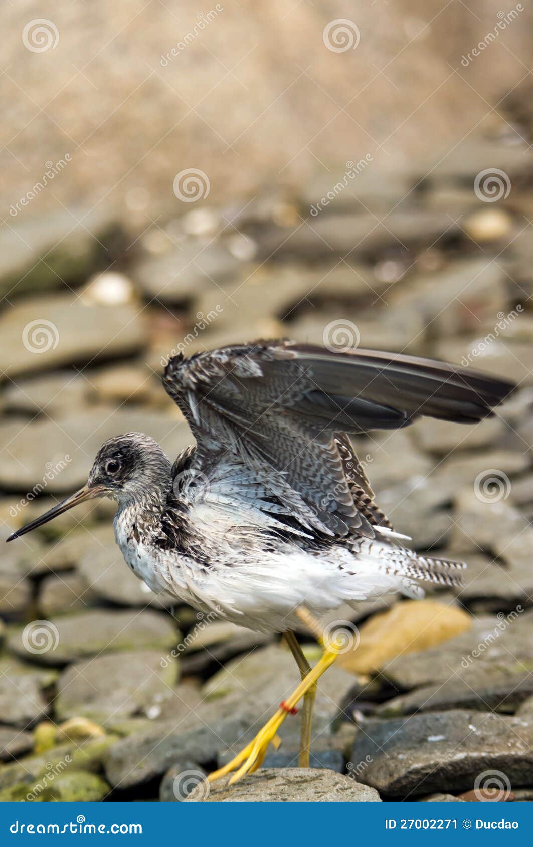 Bird Closeup Spreading the Wings Stock Image - Image of beauty, bird ...