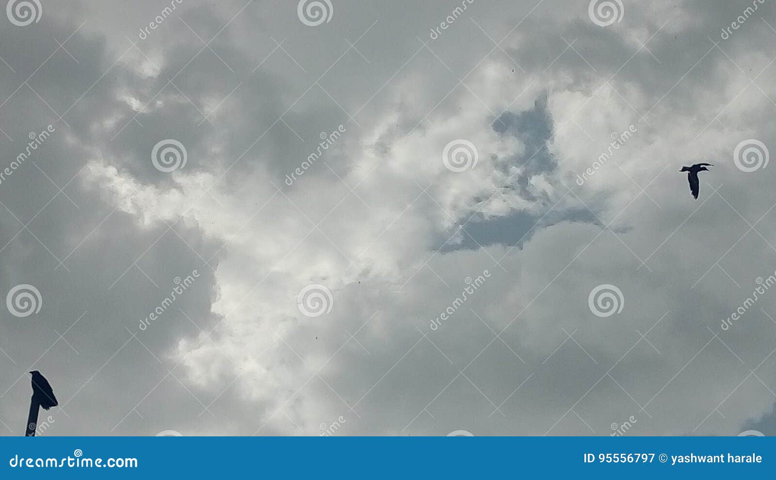 Bird cloud stock image. Image of season, rain, cloudy - 95556797