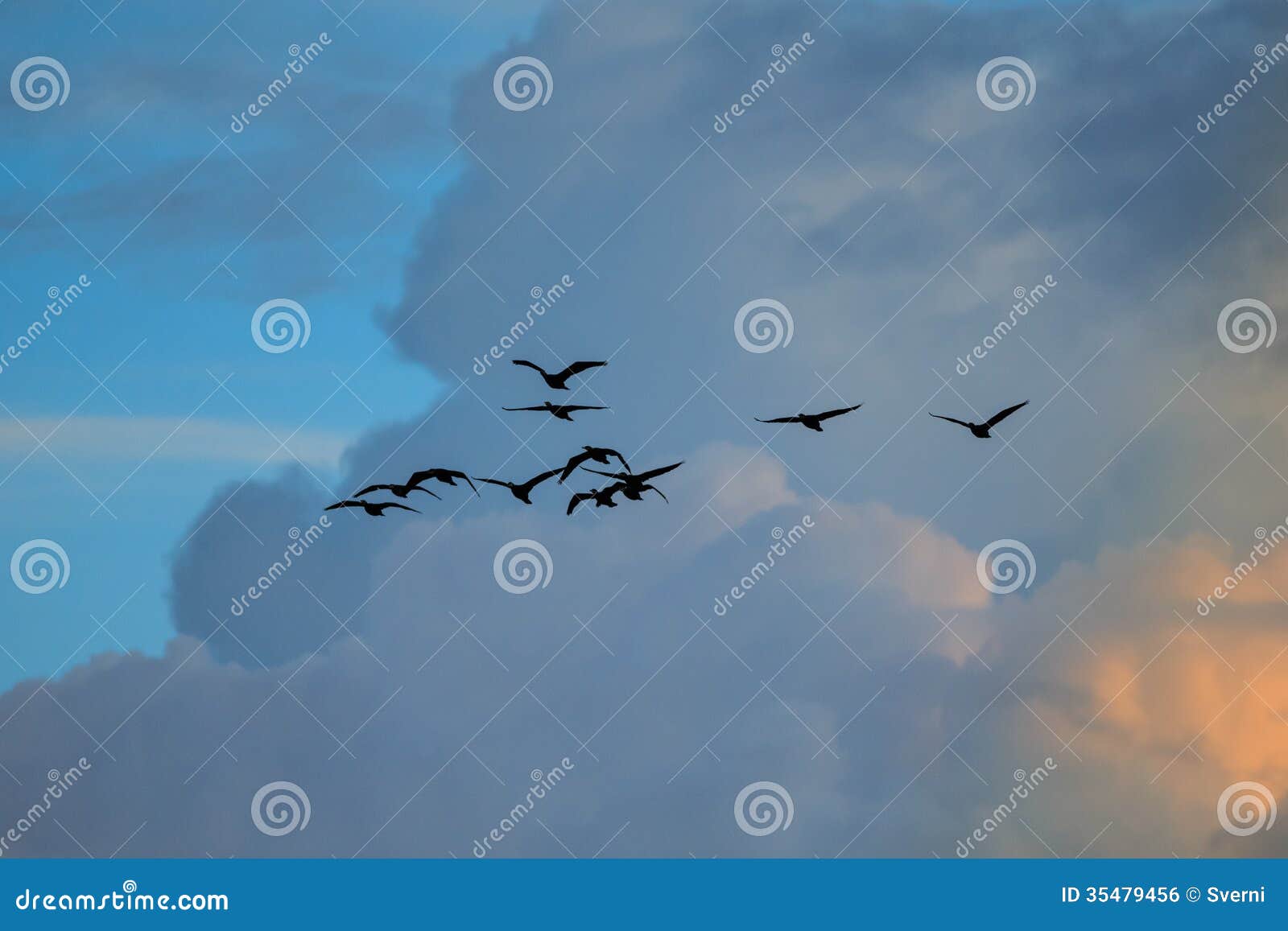 Bird and cloud stock photo. Image of life, cormorant - 35479456