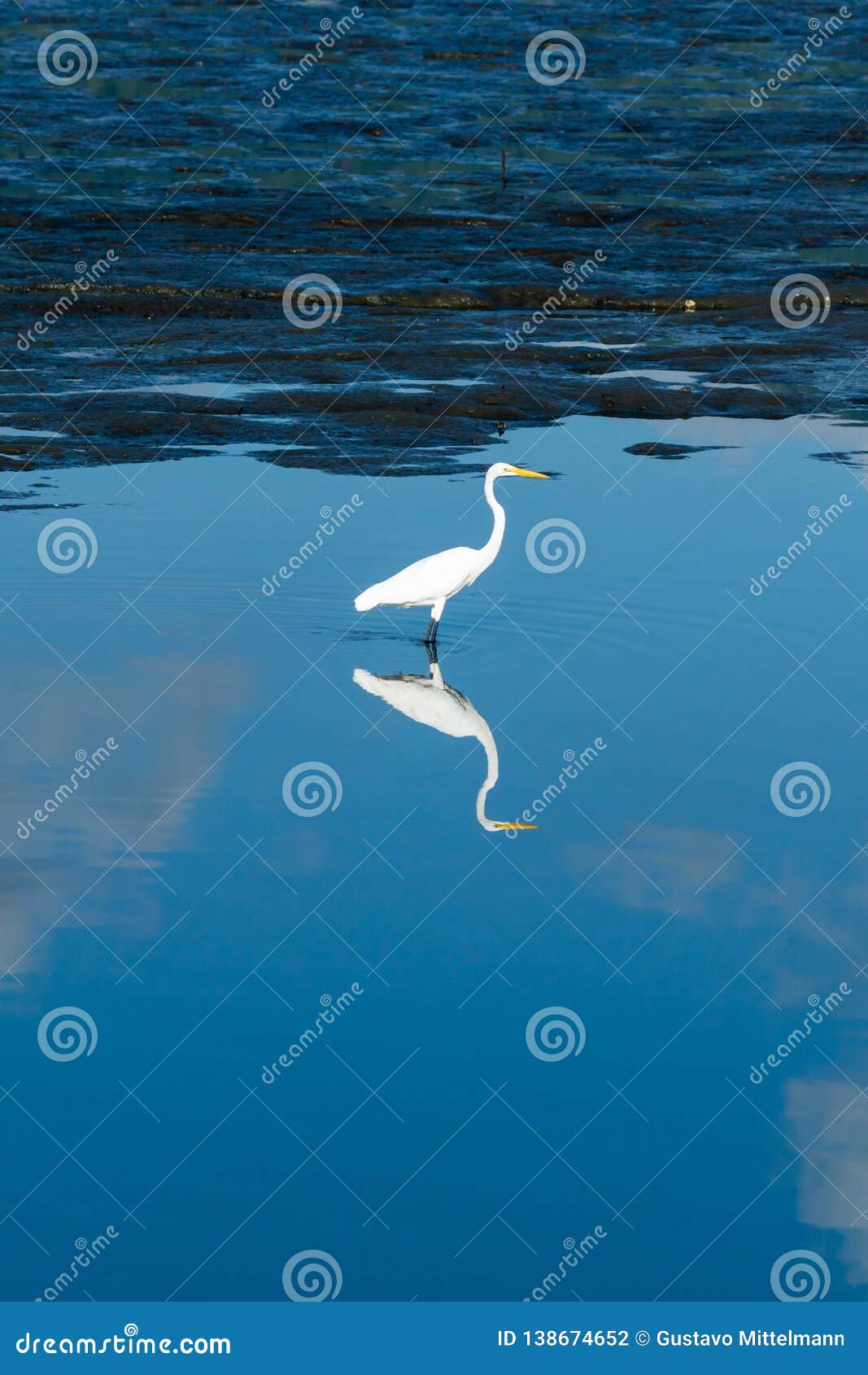 Bird and Sky Reflex on Water Stock Photo - Image of reflection, bird ...