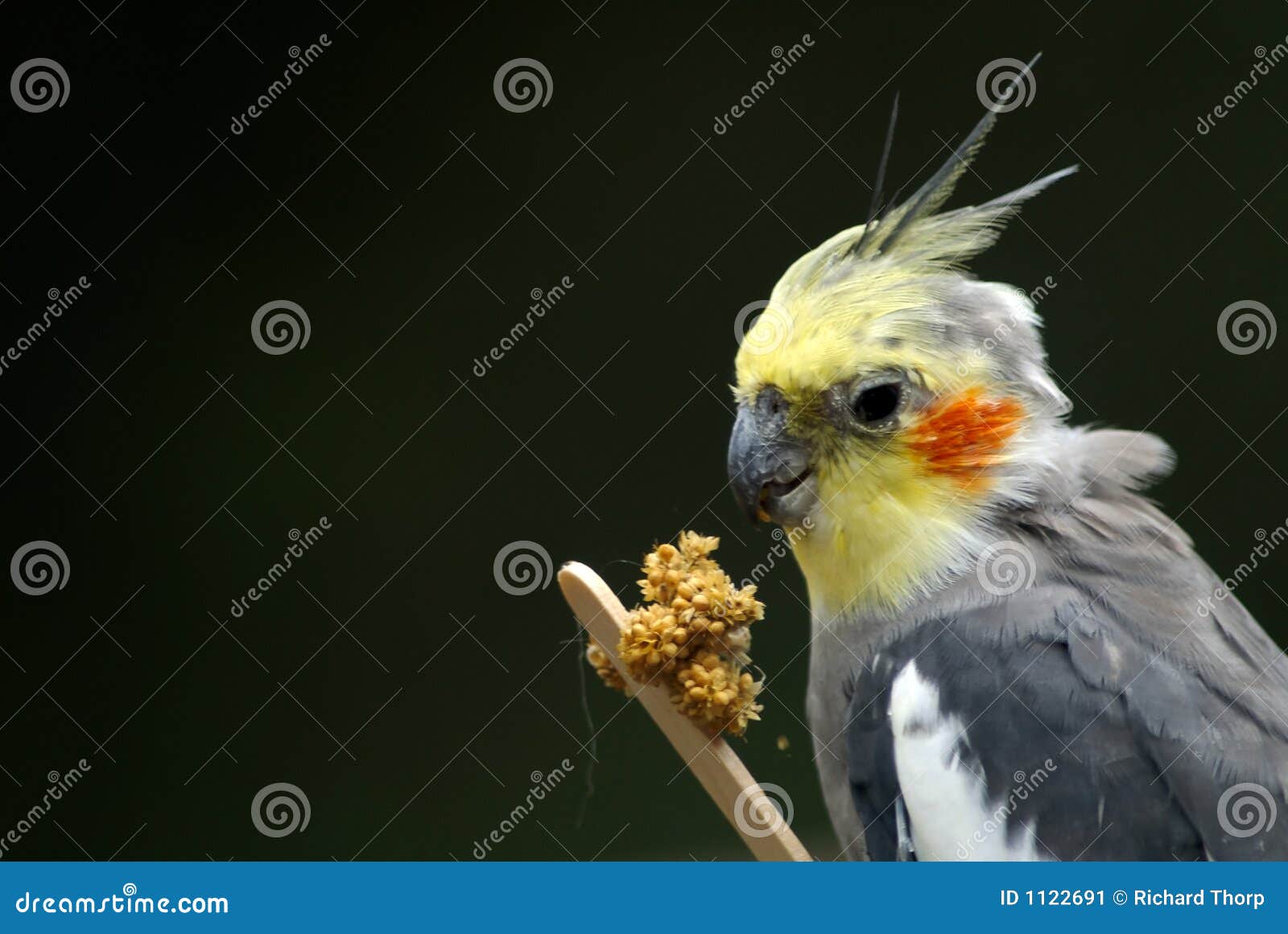 Bird Cockatiel Having Lunch Stock Image - Image of talk, food: 1122691