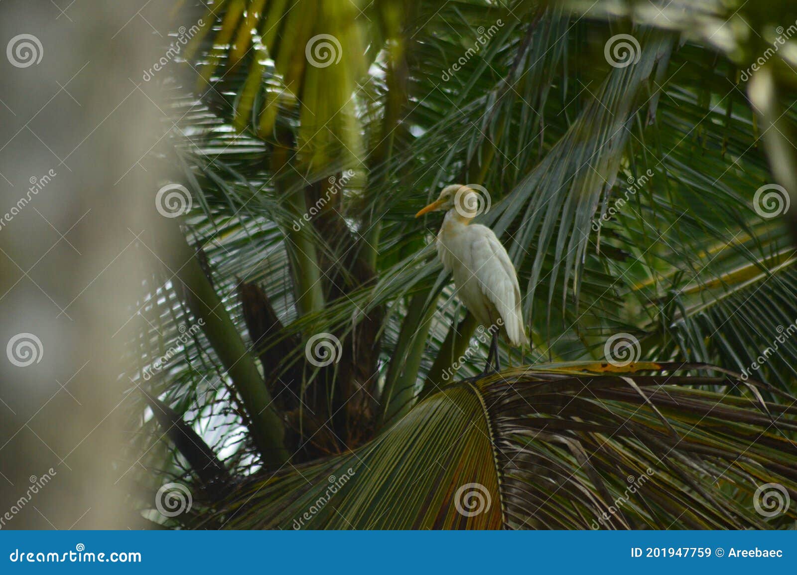 Bird on coconut tree stock image. Image of flower, animal - 201947759