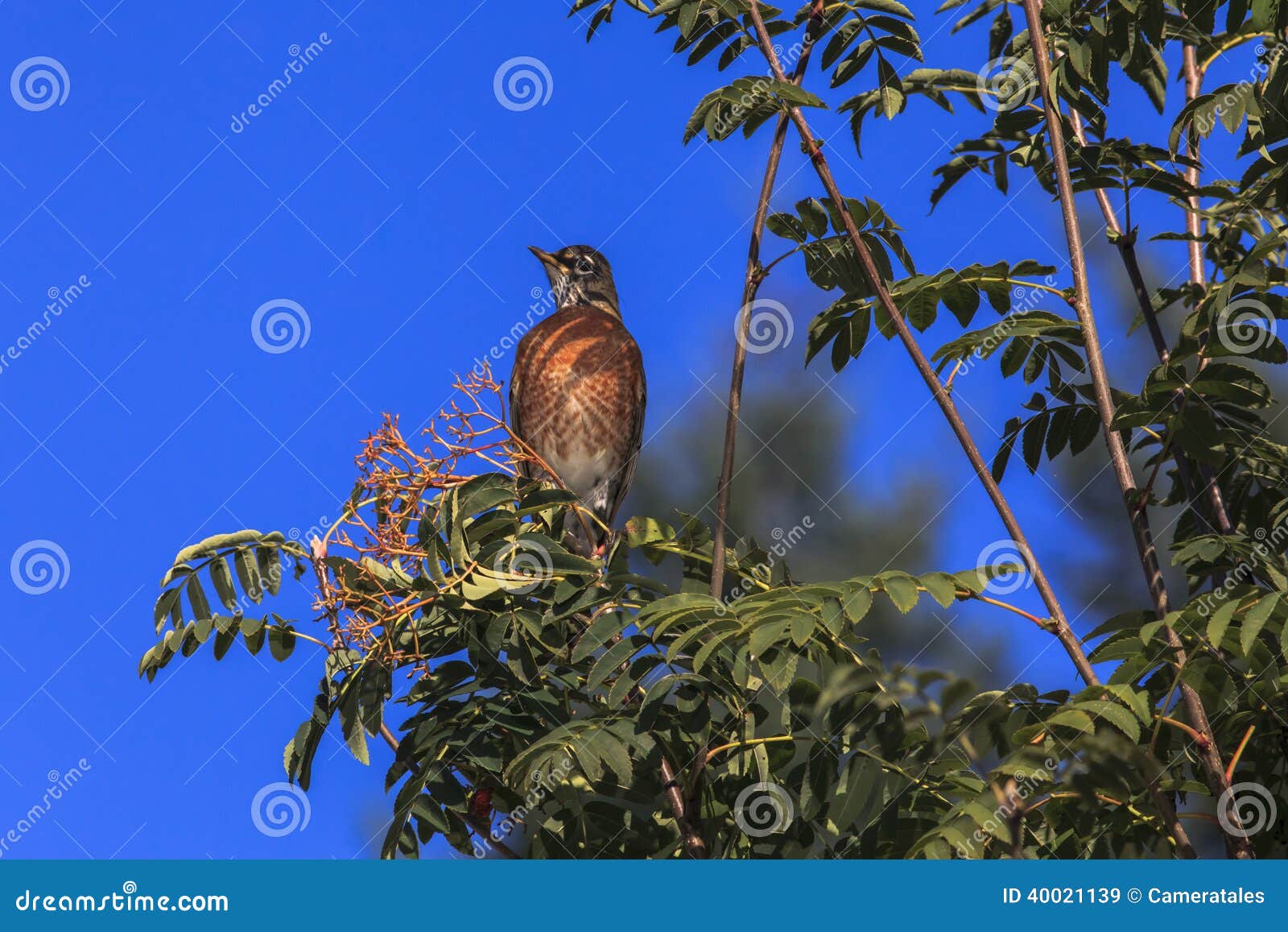 Bird Collecting Berries in Tree Stock Image - Image of bill, plume ...