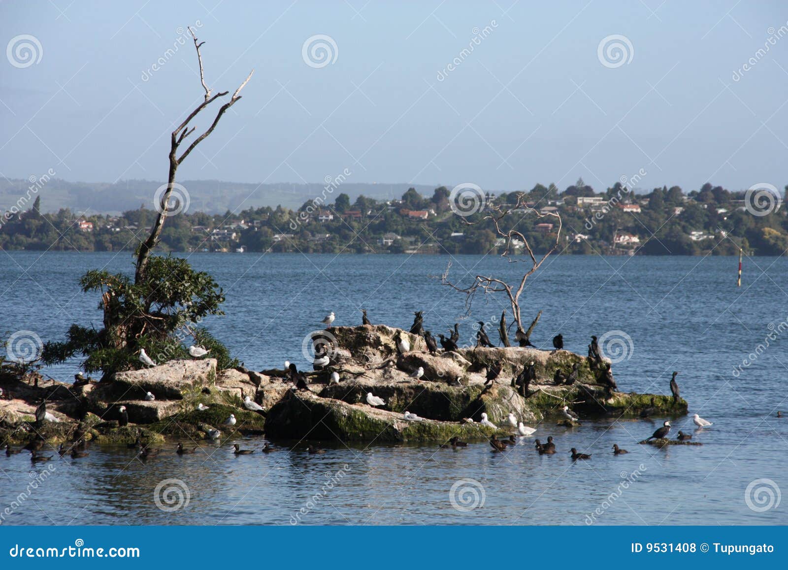 Bird colony stock photo. Image of scenic, zealand, rotorua - 9531408