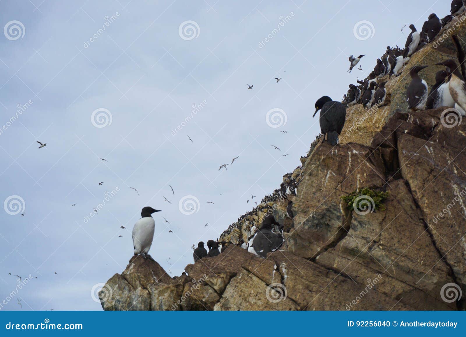 Bird colony stock photo. Image of hornacedil, island - 92256040