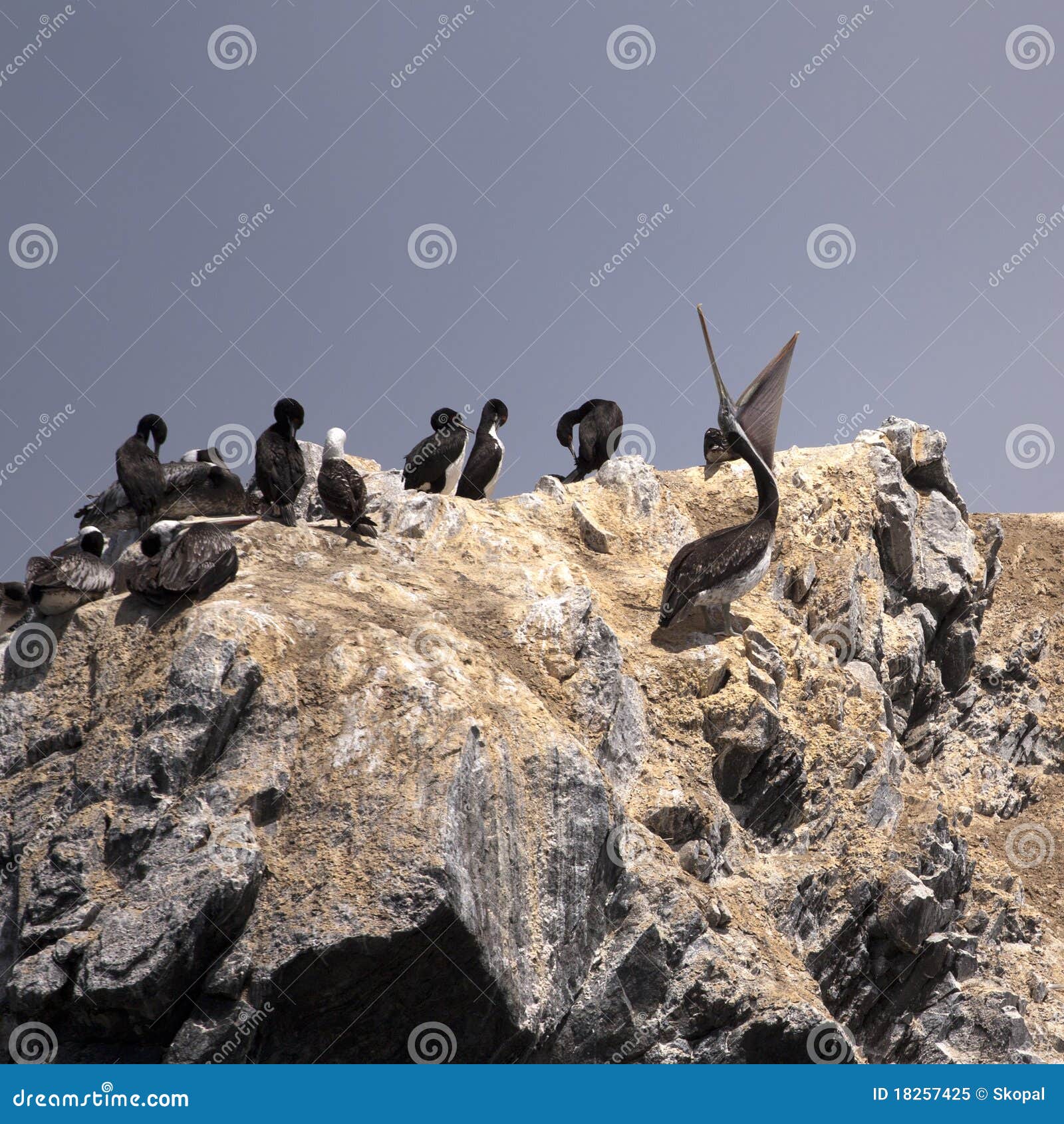 Bird Colony Nesting on Rock Stock Image - Image of chile, nature: 18257425