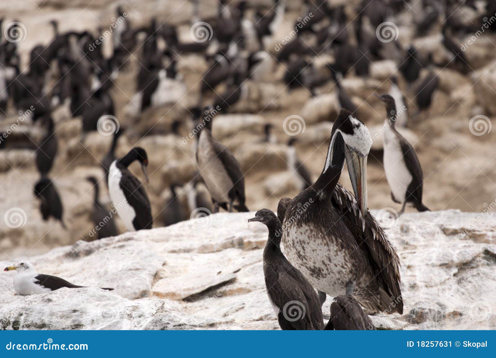 Bird Colony Nesting on Rock Stock Image - Image of bird, chile: 18257631
