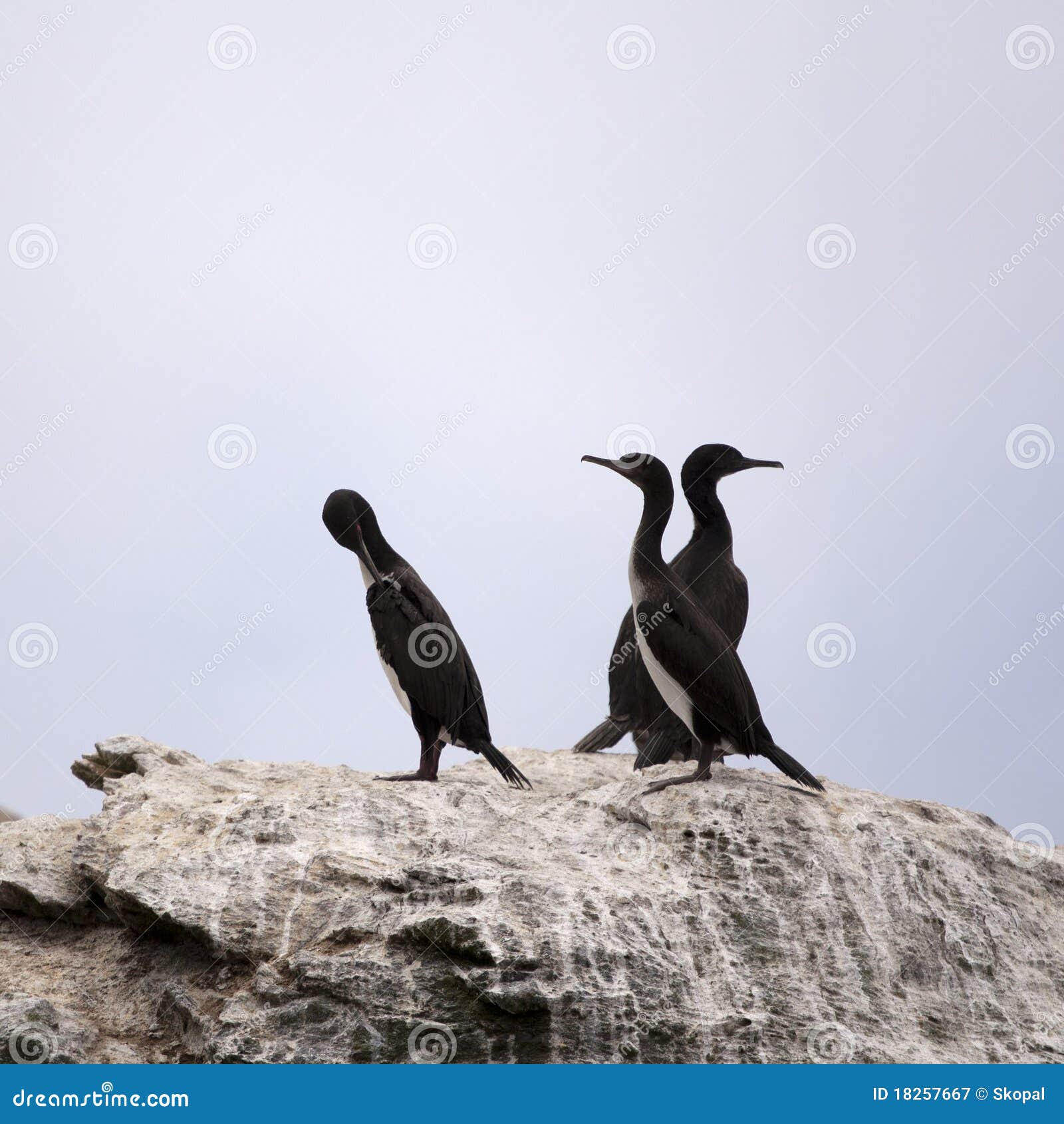 Bird Colony Nesting on Rock Stock Image - Image of rock, colony: 18257667