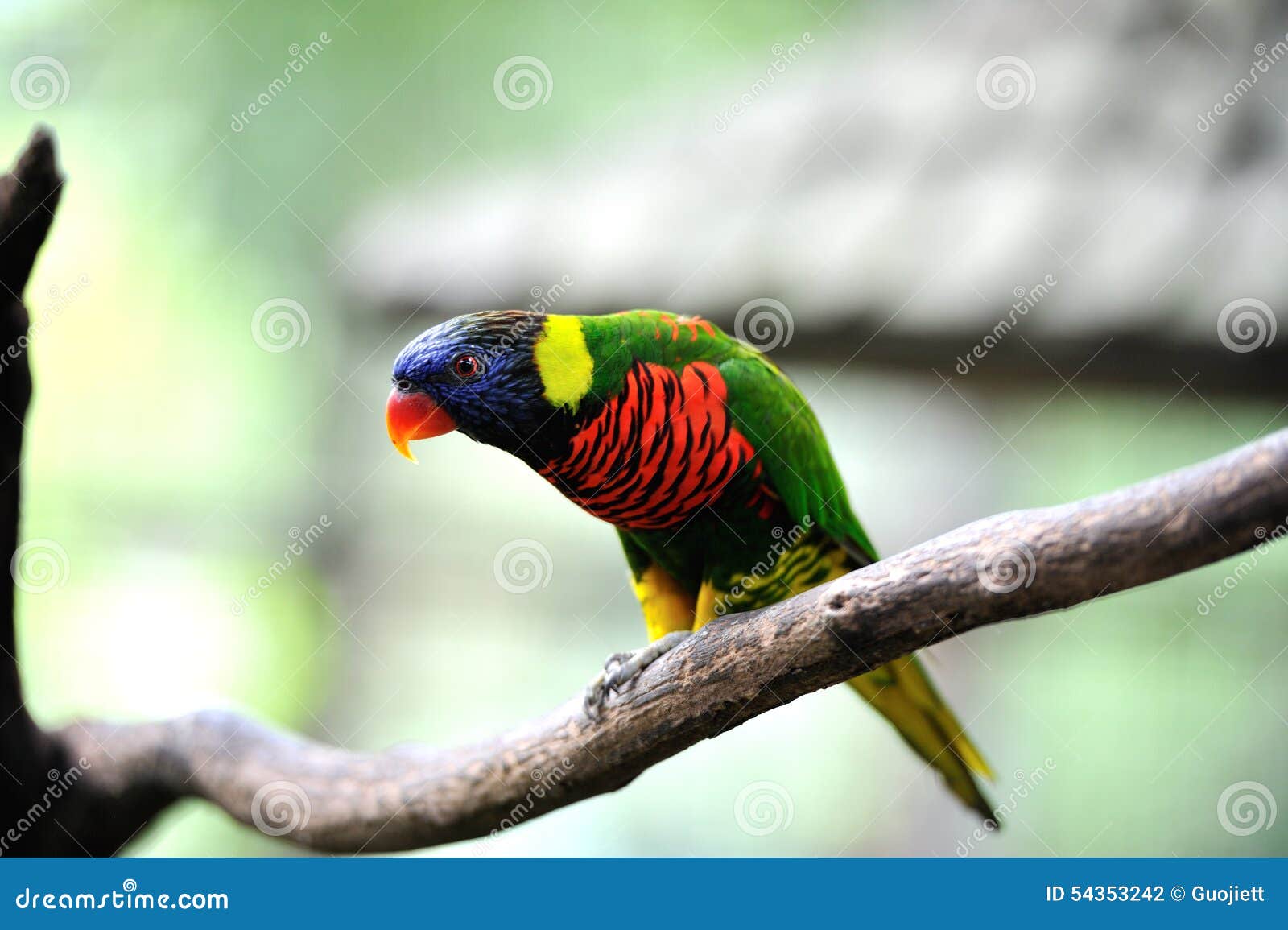 Parrot stock photo. Image of nature, famous, malaysia - 54353242