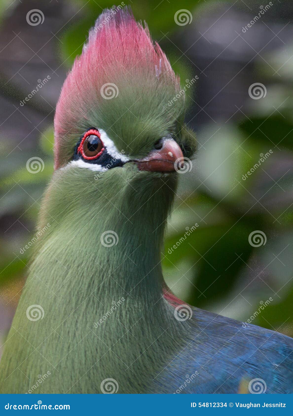 Bird stock photo. Image of lourie, called, capetown, feathers - 54812334
