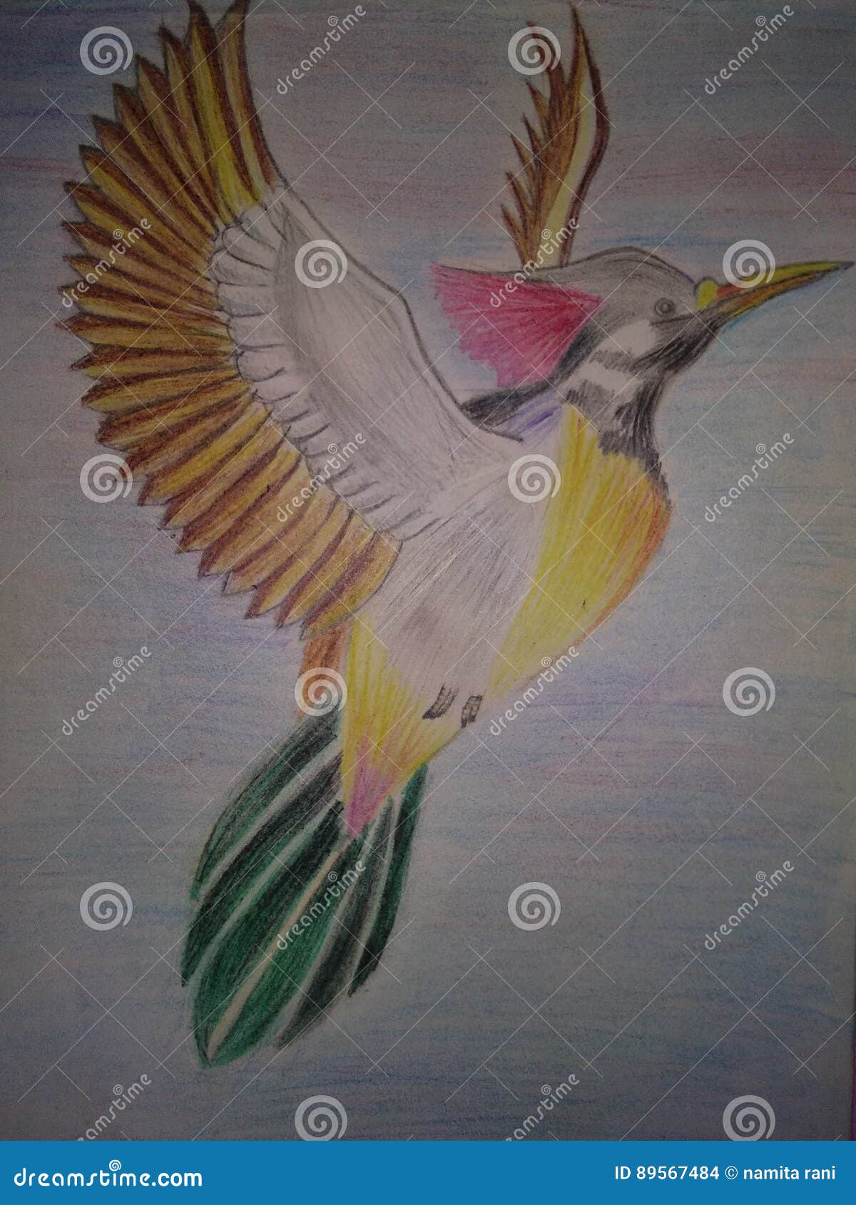 Bird stock photo. Image of flying, pencil, color, colourful - 89567484