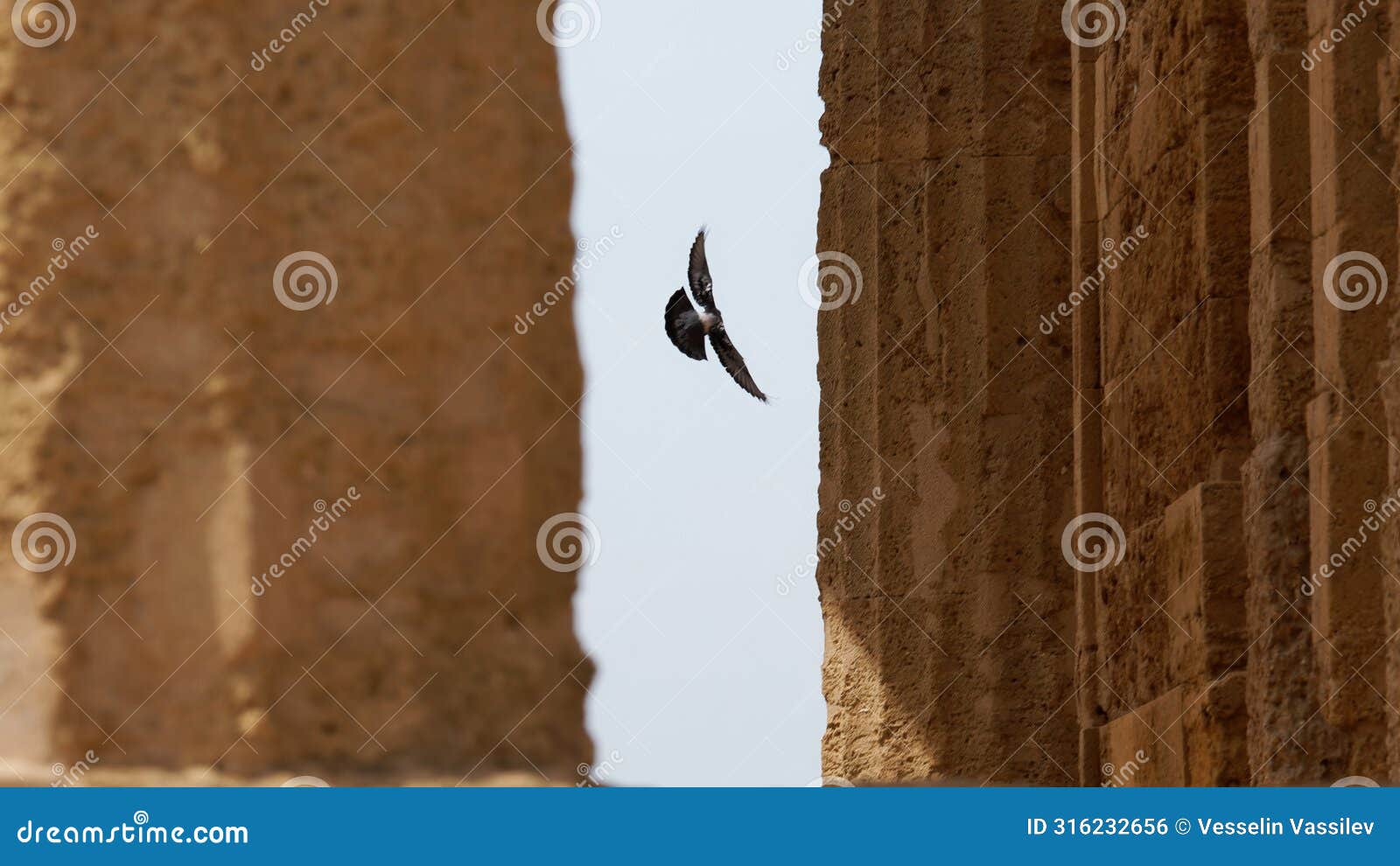 A Bird between the Columns of an Ancient Greek Temple Stock Photo ...