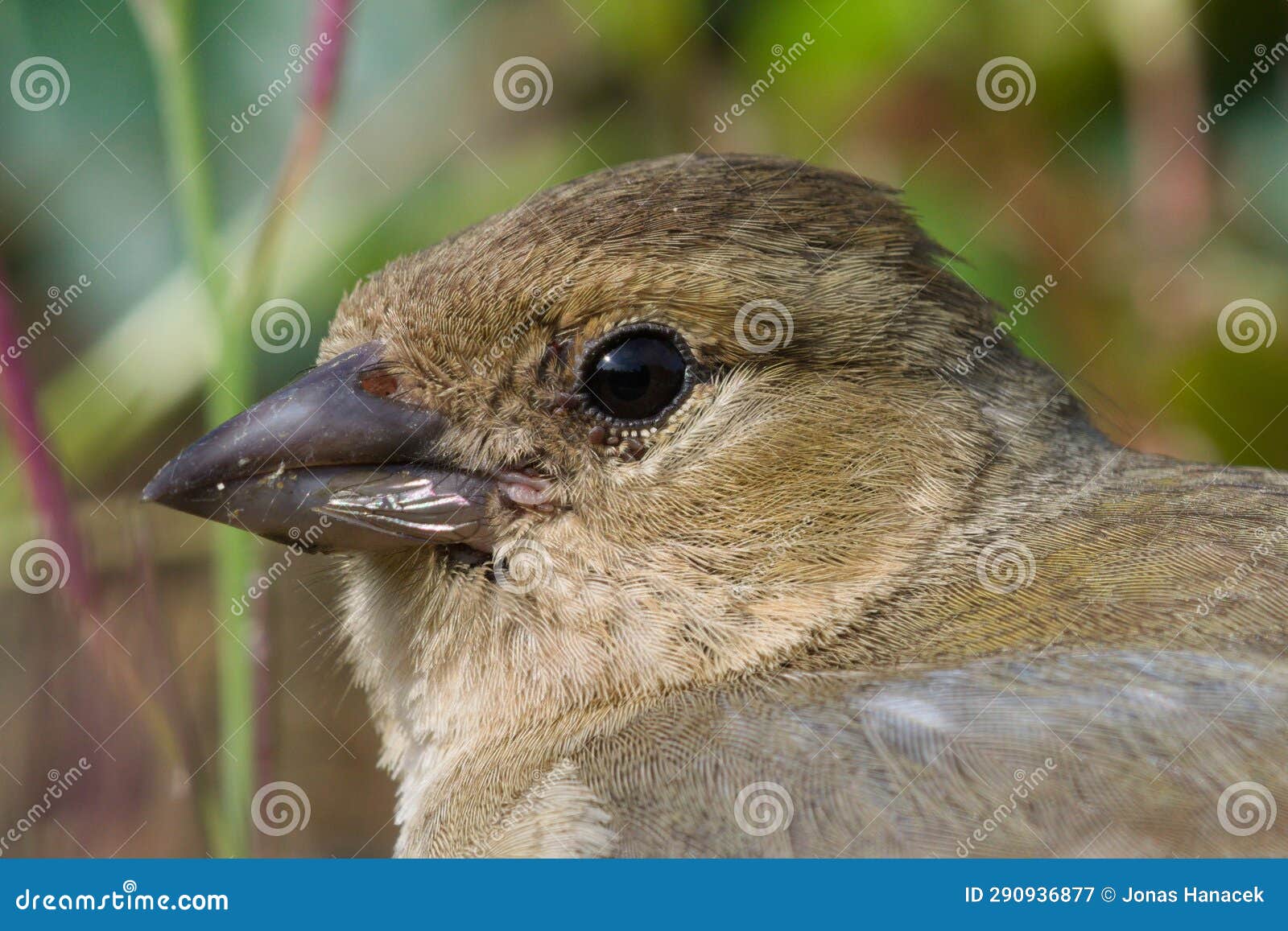 Bird Common Chaffinch Portrait with Parasites Around the Eye. Stock ...