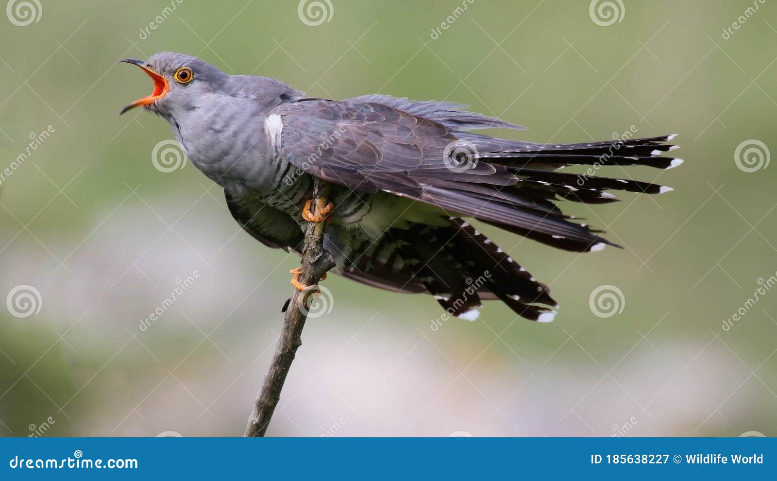 The Bird is Common Cuckoo Cuculus Canorus, Sitting on a Tree Branch ...