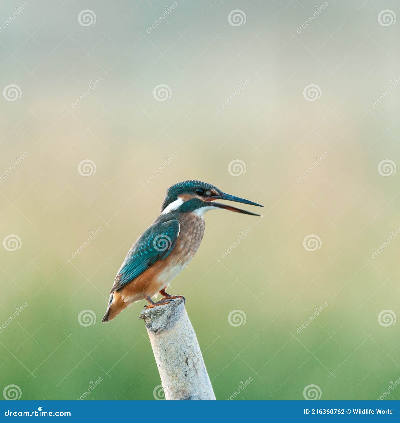 Bird Common Kingfisher Alcedo Attis Sits on a Stick Stock Photo - Image ...