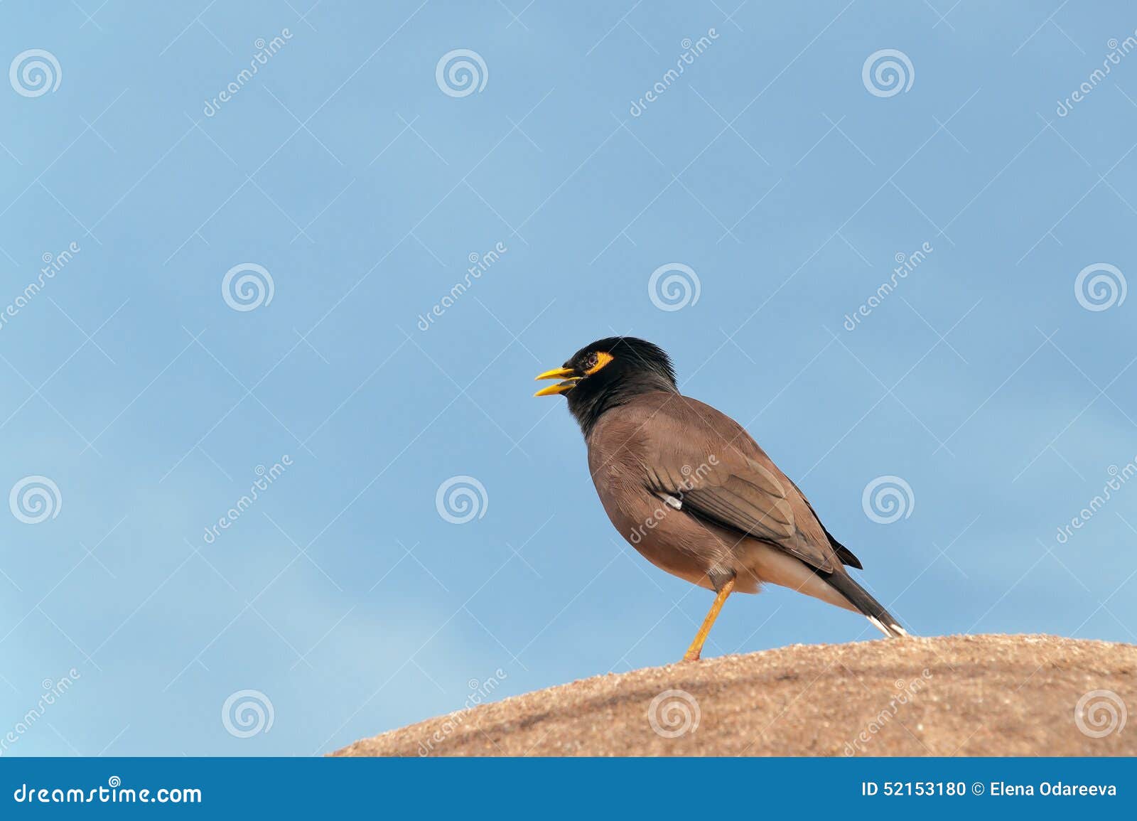 Bird Common Myna stock photo. Image of brown, natural - 52153180