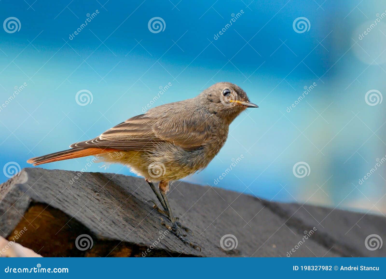 Bird Redstart stock photo. Image of european, birdwatching - 198327982