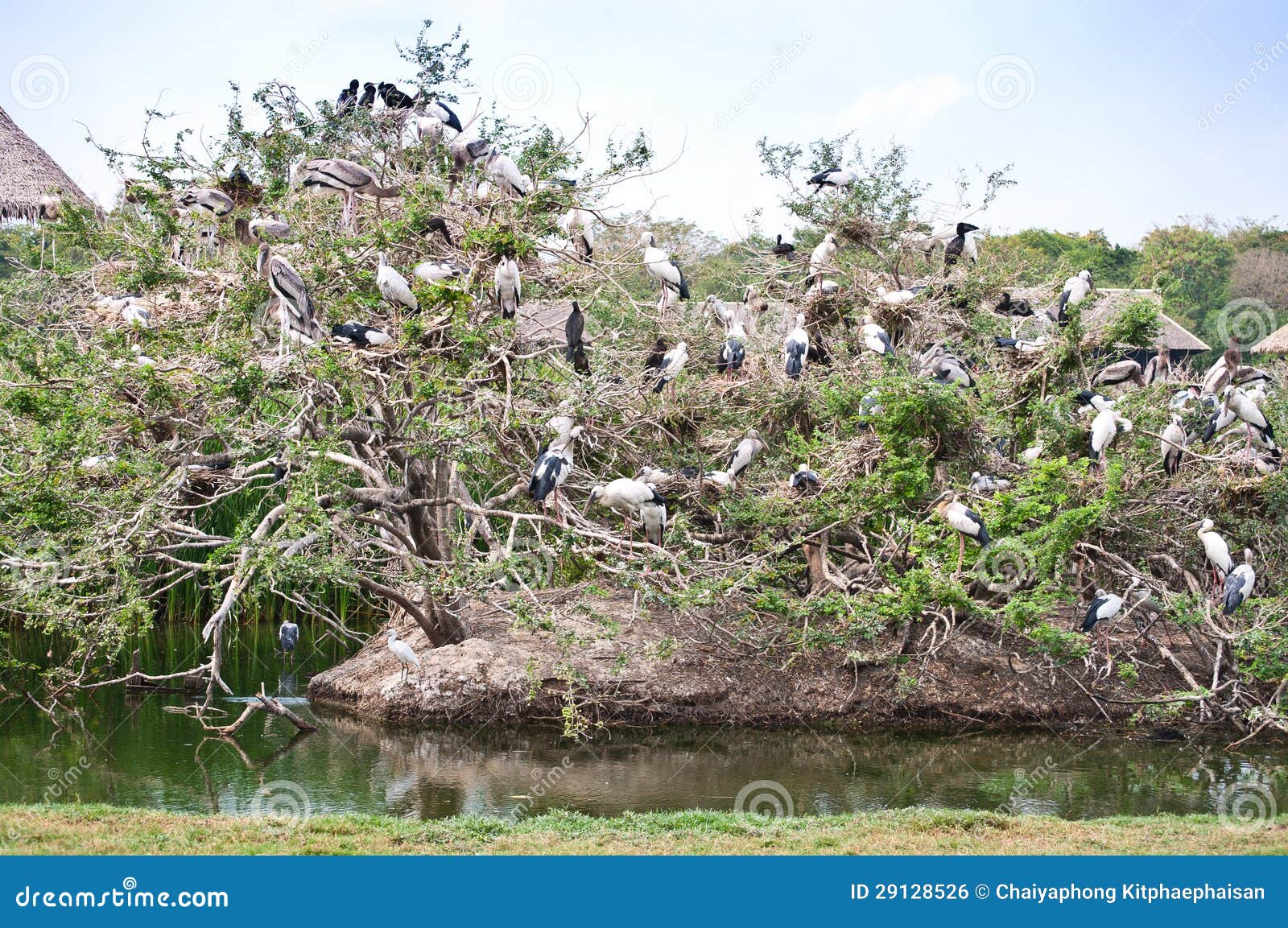 Bird Community stock photo. Image of shiny, outdoors - 29128526
