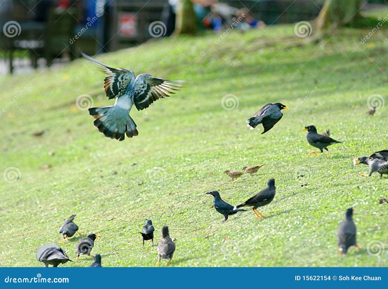 Bird Competition stock photo. Image of green, food, chasing - 15622154