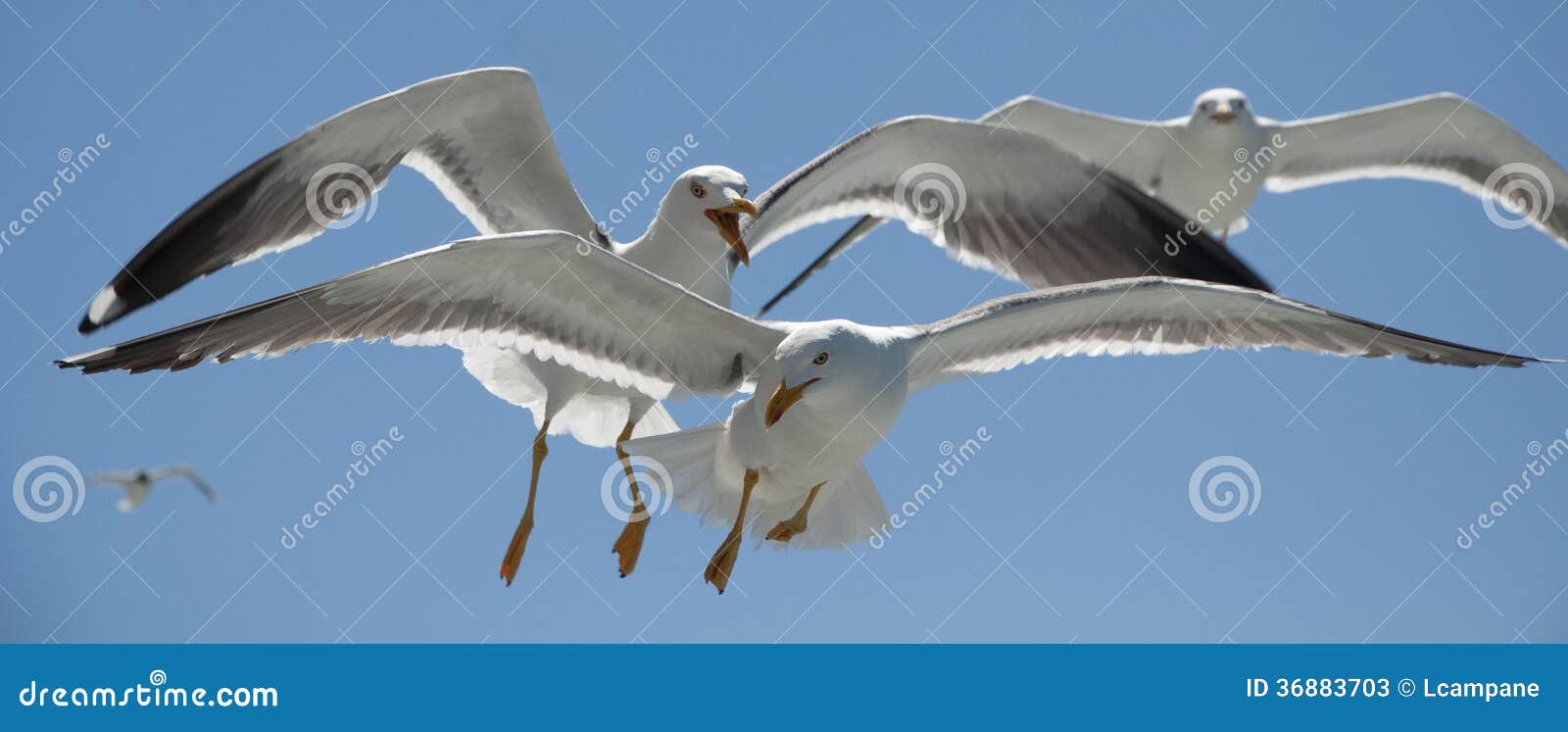Bird competition stock image. Image of animal, bird, wing - 36883703